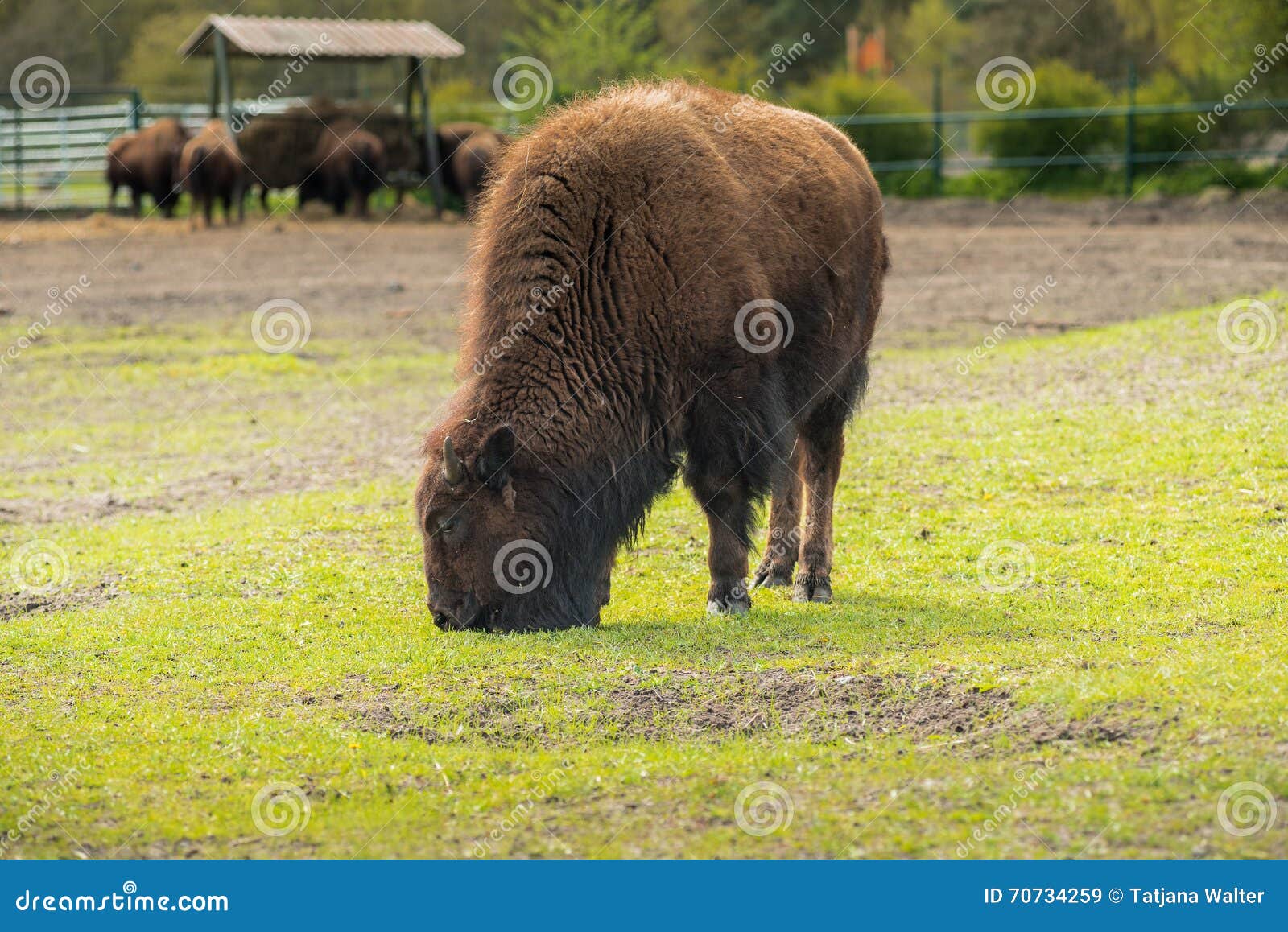Bison on the Meadow . Herd Animals are Calm and Eat Grass Stock Image ...