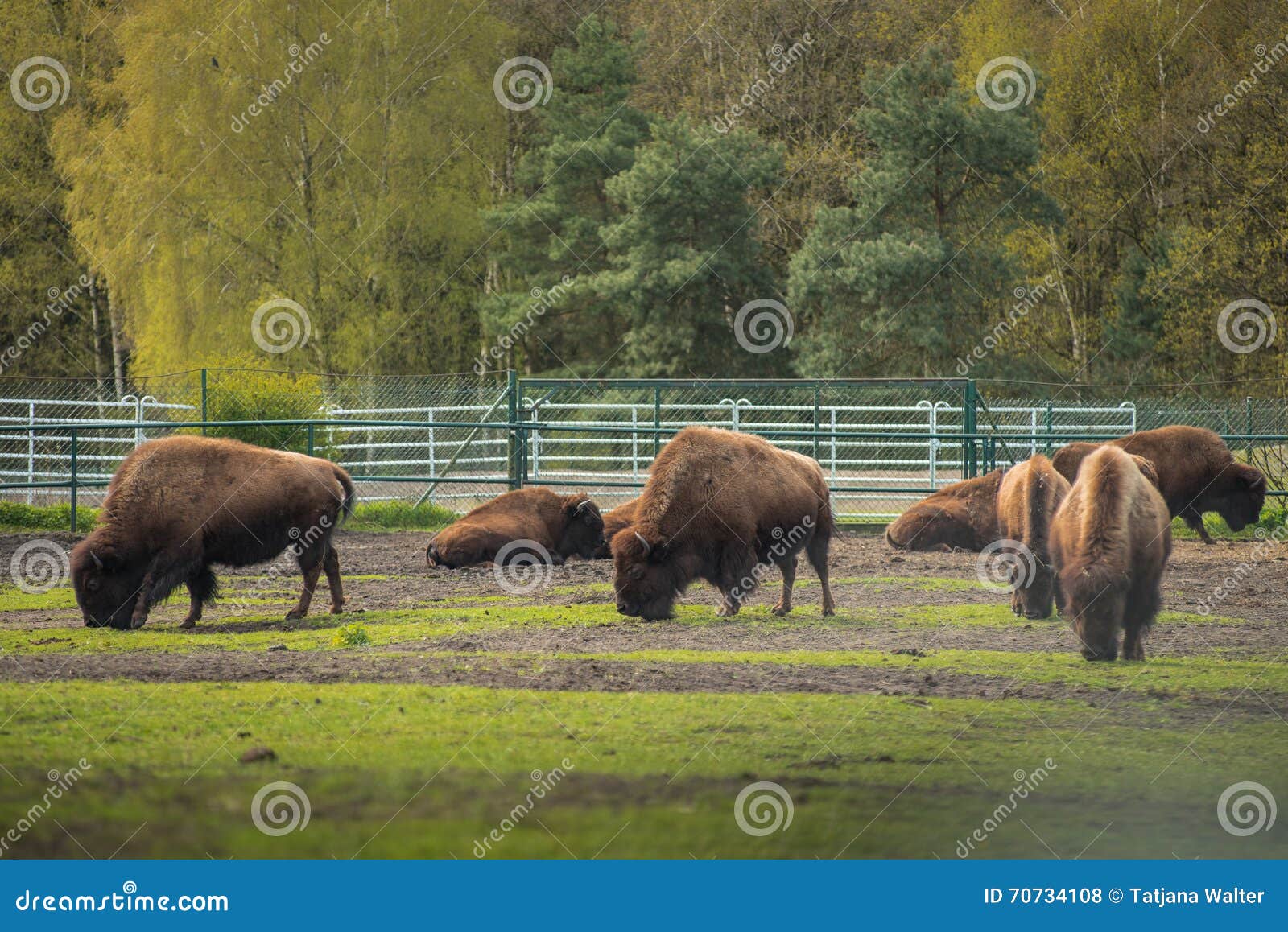 Bison on the Meadow . Herd Animals Sthen Calm and Eat Grass Stock Photo ...