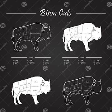 Bison Meat Cuts Scheme stock vector. Illustration of delicatessen ...