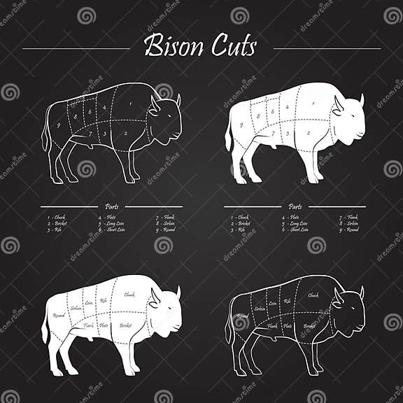 Bison Meat Cuts Scheme stock vector. Illustration of delicatessen ...