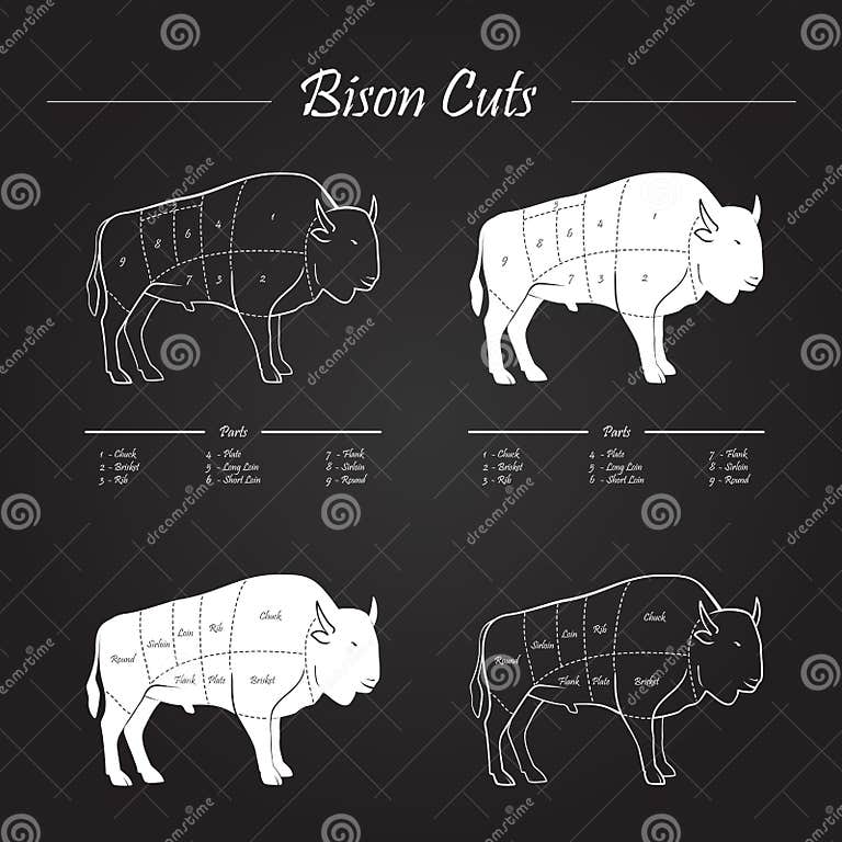 Bison Meat Cuts Scheme stock vector. Illustration of delicatessen ...
