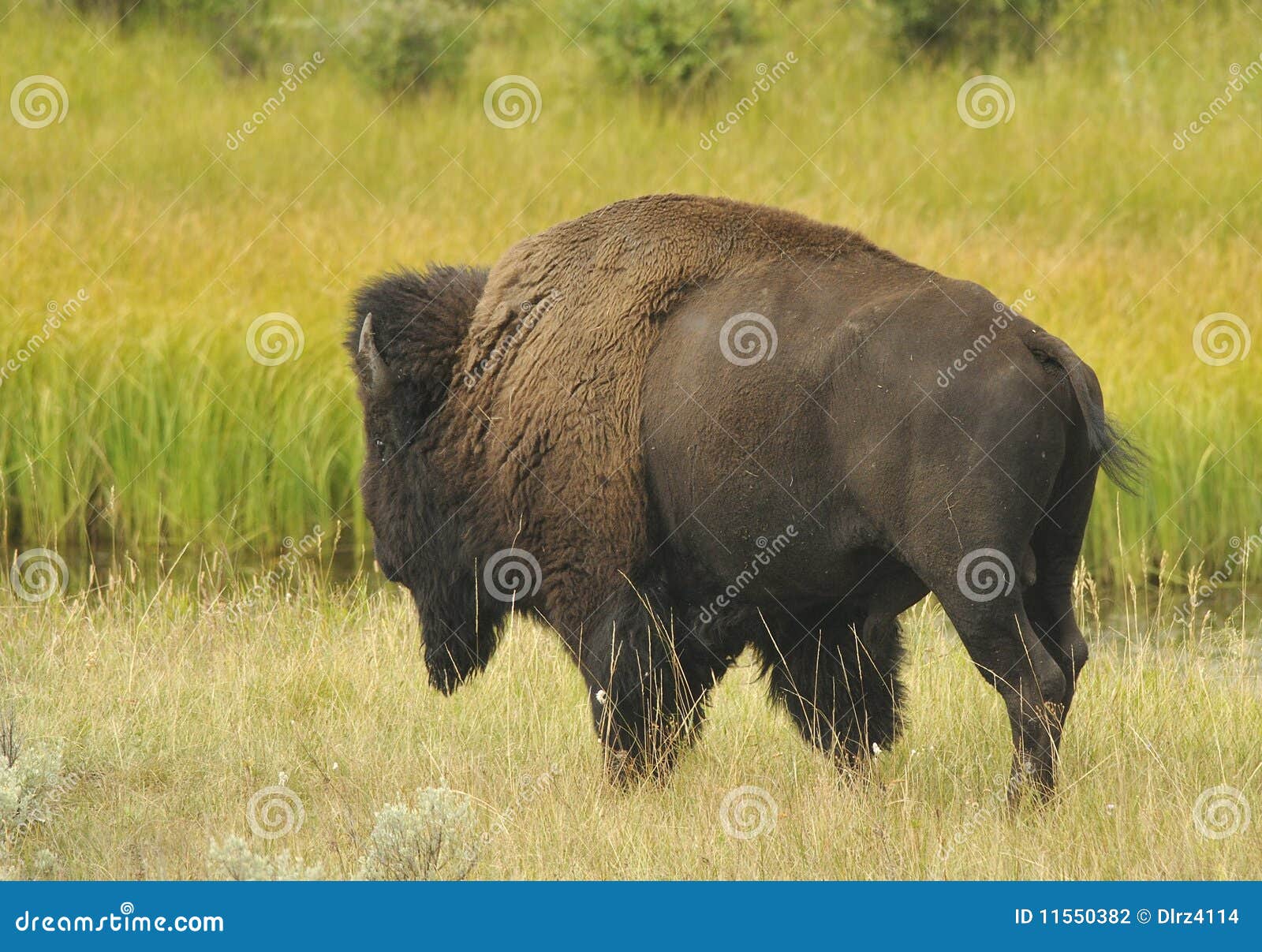 Bison Migrating stock photo. Image of wild, powerful - 11550382