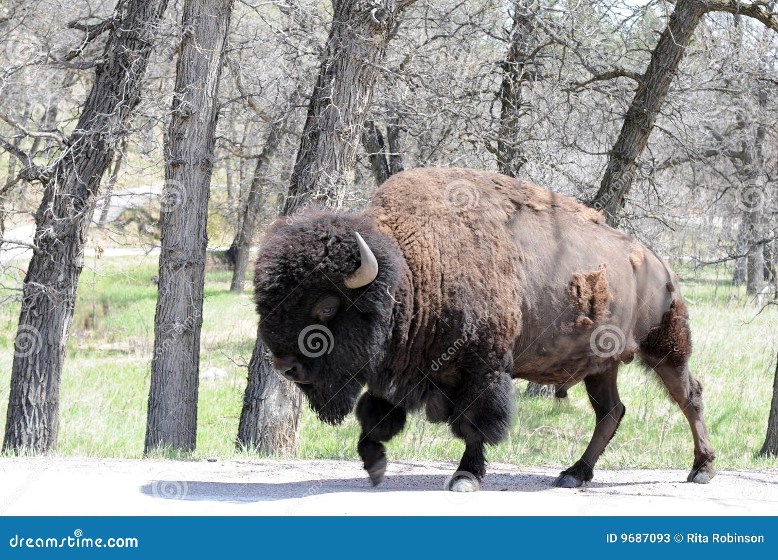 Bison molting stock image. Image of hoofed, horned, landscape - 9687093