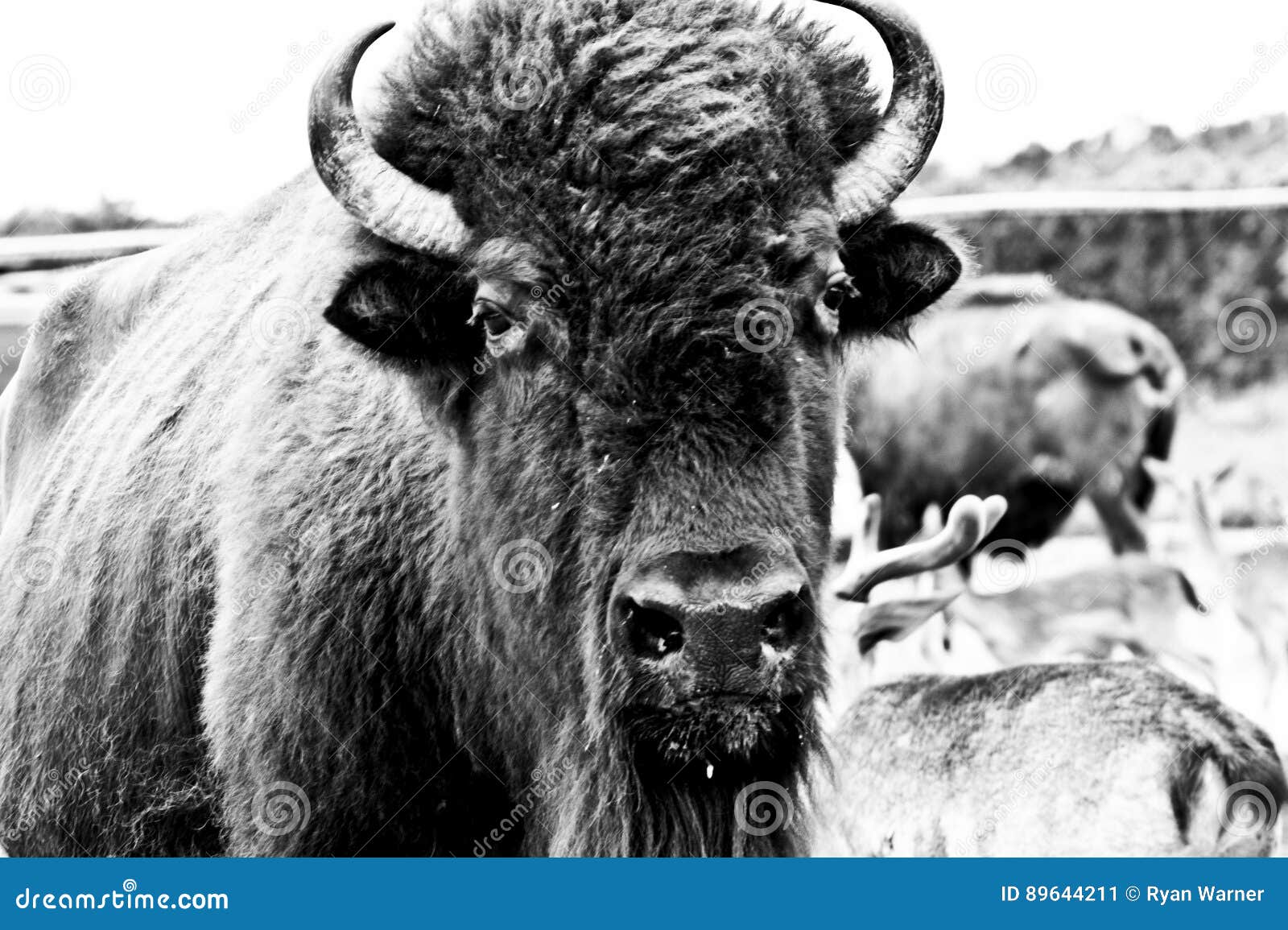 Bison stock image. Image of field, bison, mammal, west - 89644211