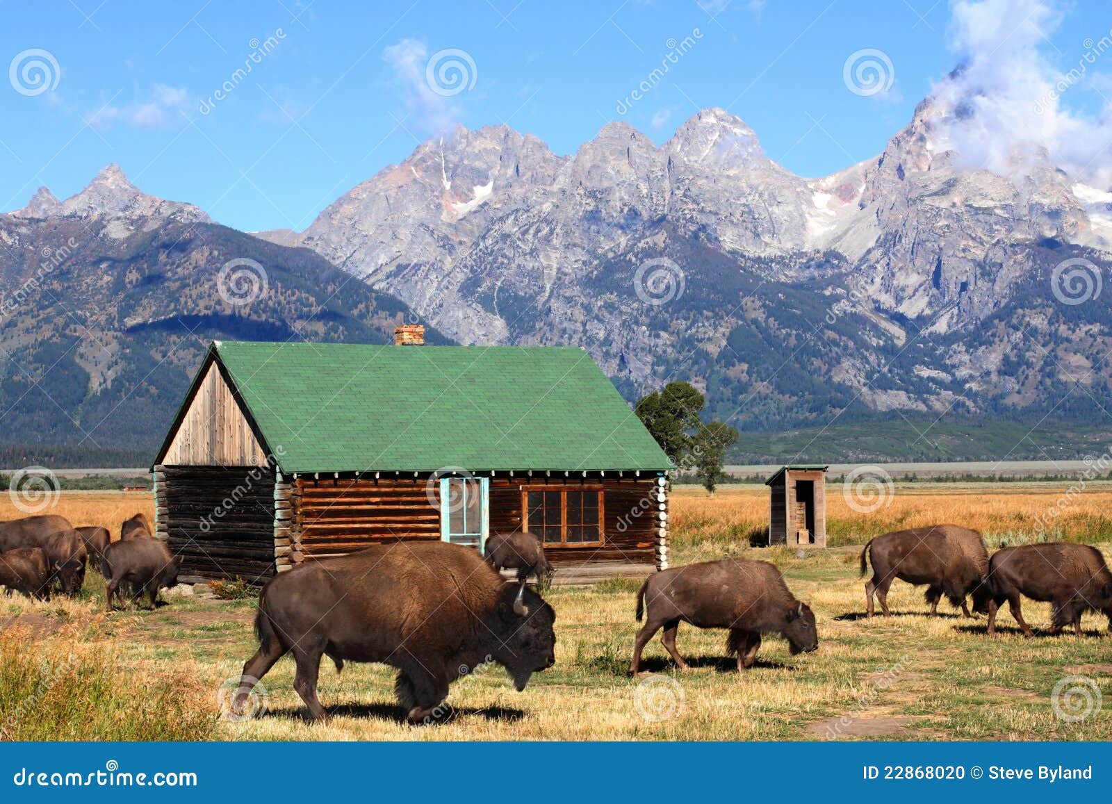 Bison and Mormon Row Barn in the Grand Tetons Stock Photo - Image of ...
