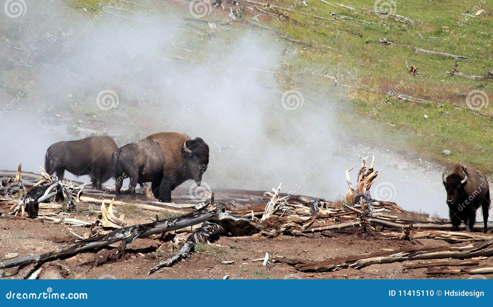 Bison near hot spring stock photo. Image of heated, natural - 11415110