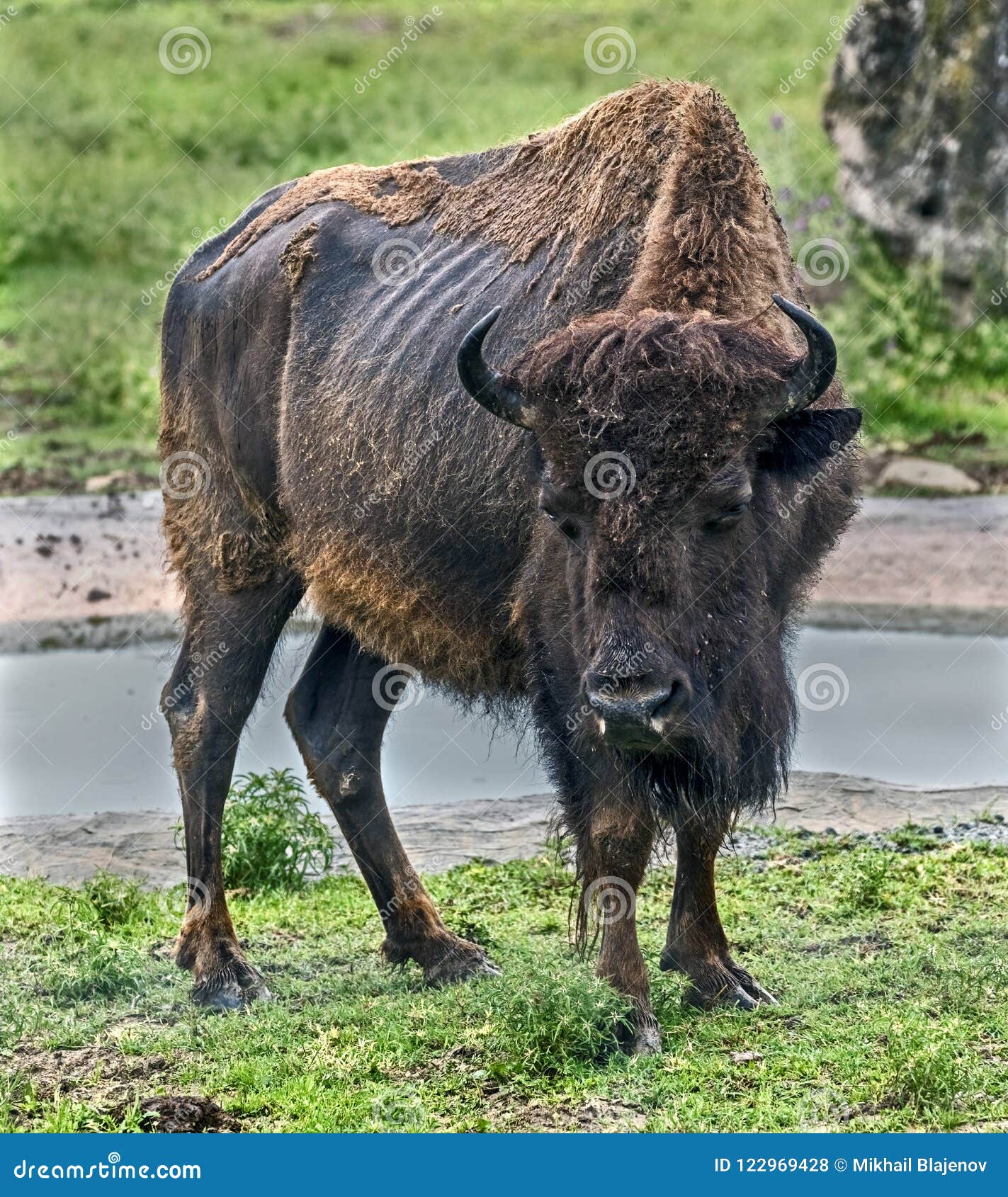 Bison near the pool 2 stock photo. Image of brown, view - 122969428
