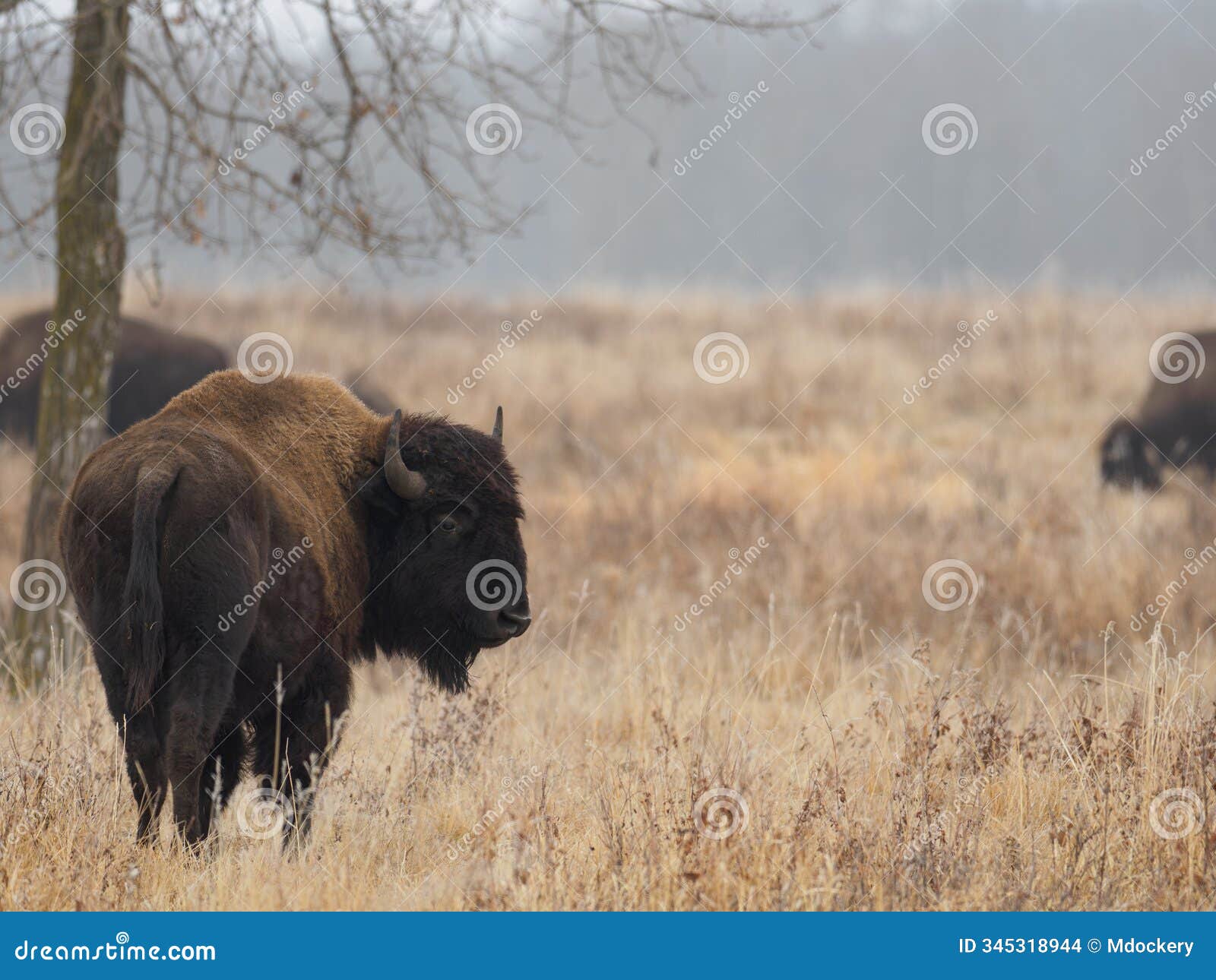 Bison Next To Tree in Brown Grass Stock Photo - Image of grass ...