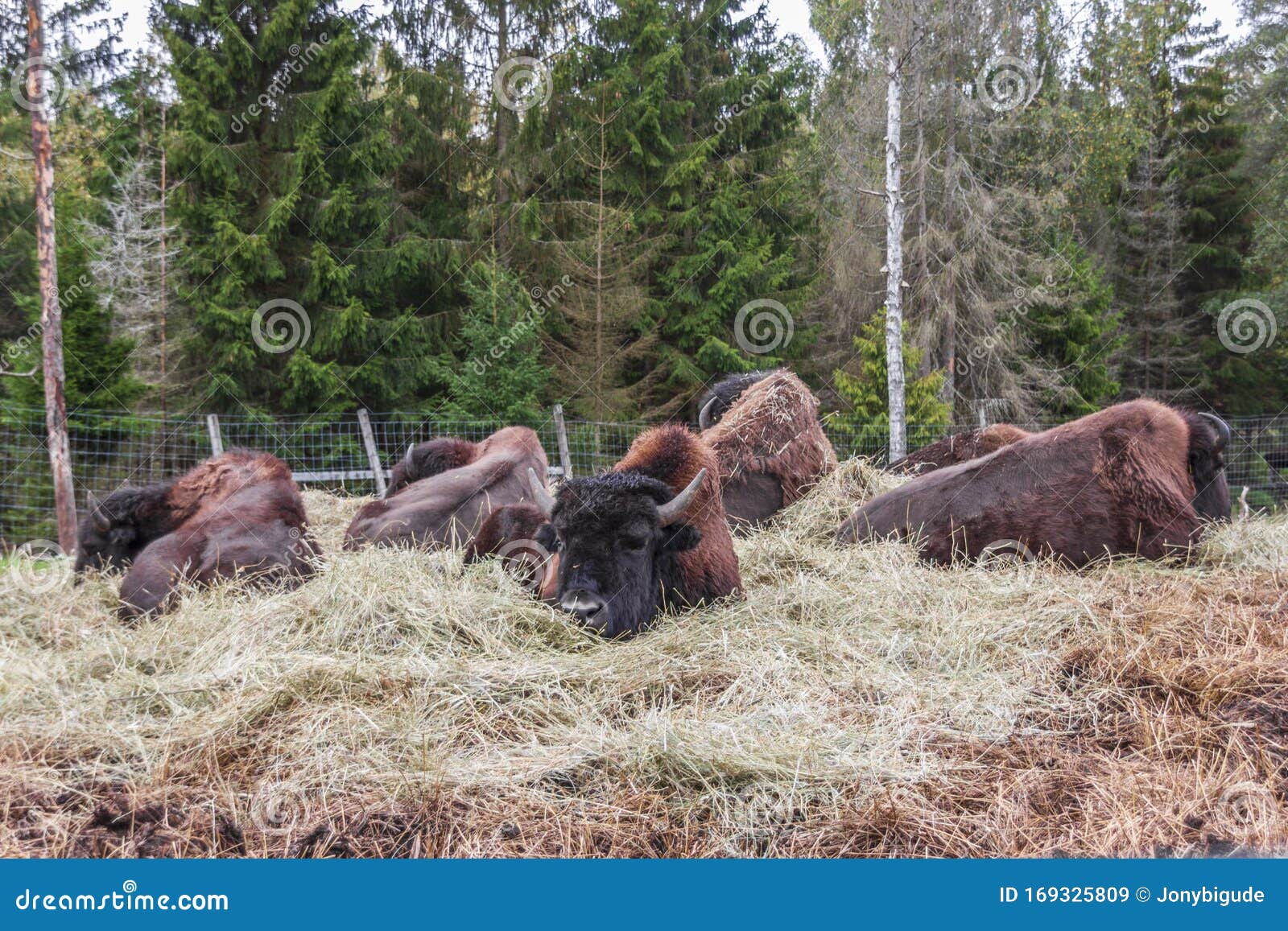Bison pack stock image. Image of environment, outside - 169325809