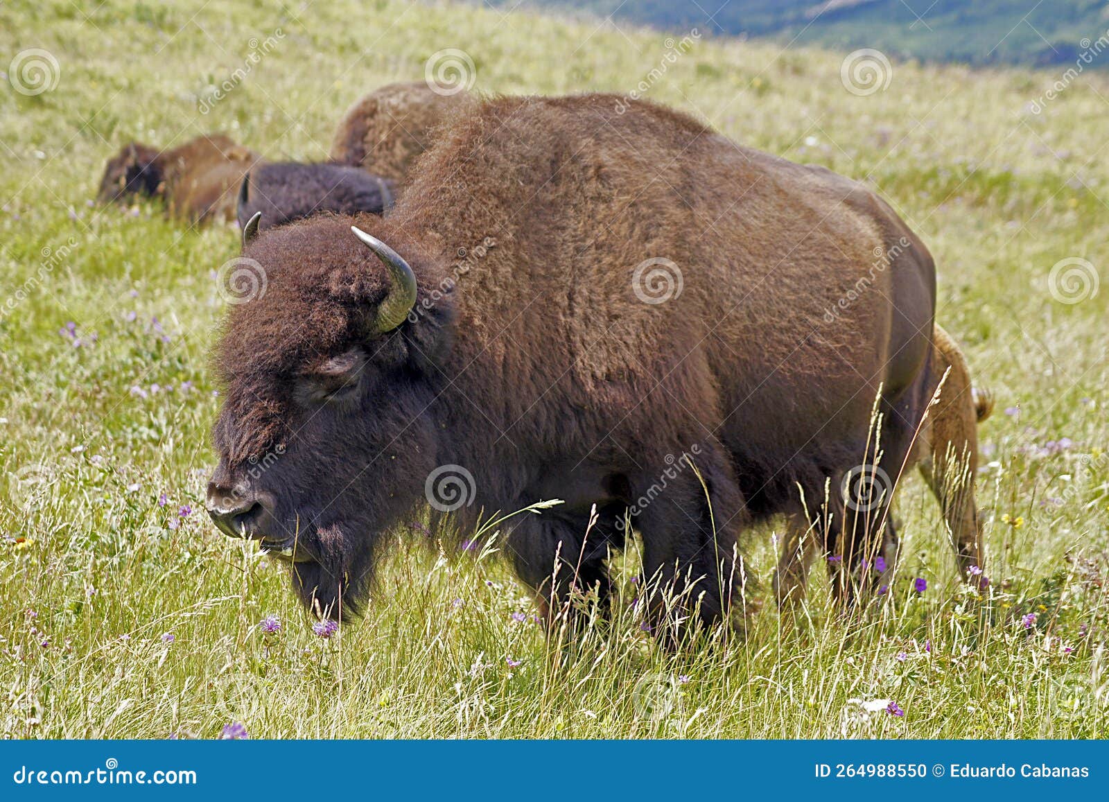 Bison Paddock Waterton Lagkes National Park Alberta Canada Foto de ...