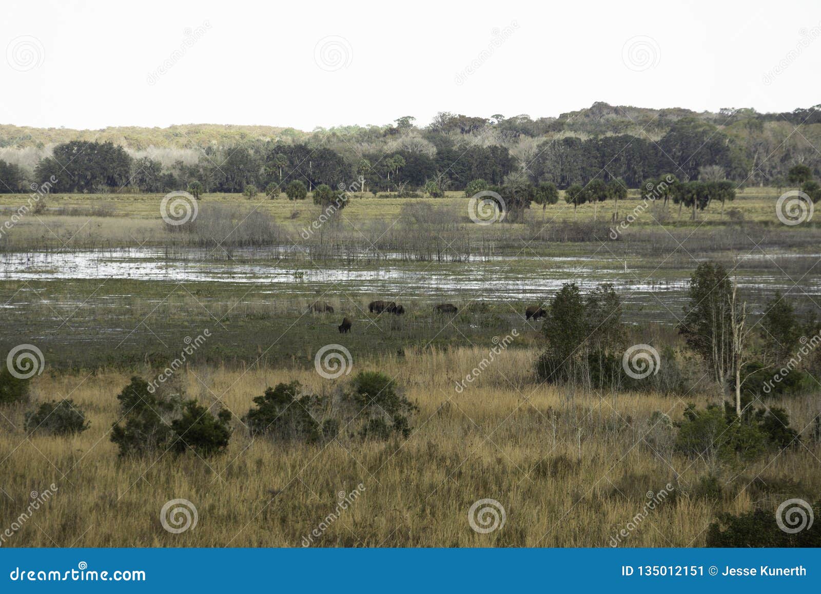 Bison at Paynes Prairie in Gainesville Stock Image - Image of tower ...