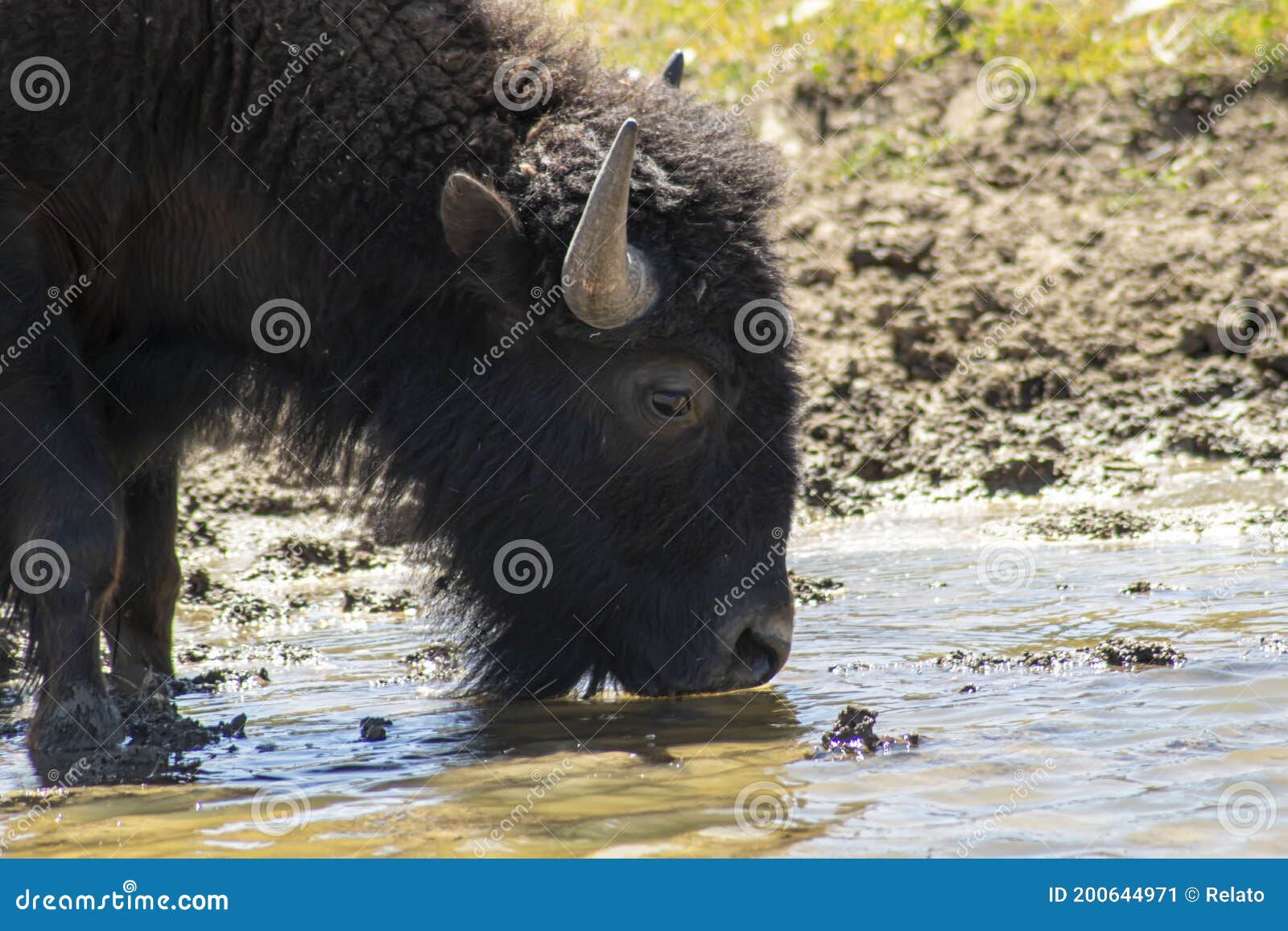 Bison Drinking Water from the River. Stock Image - Image of face ...