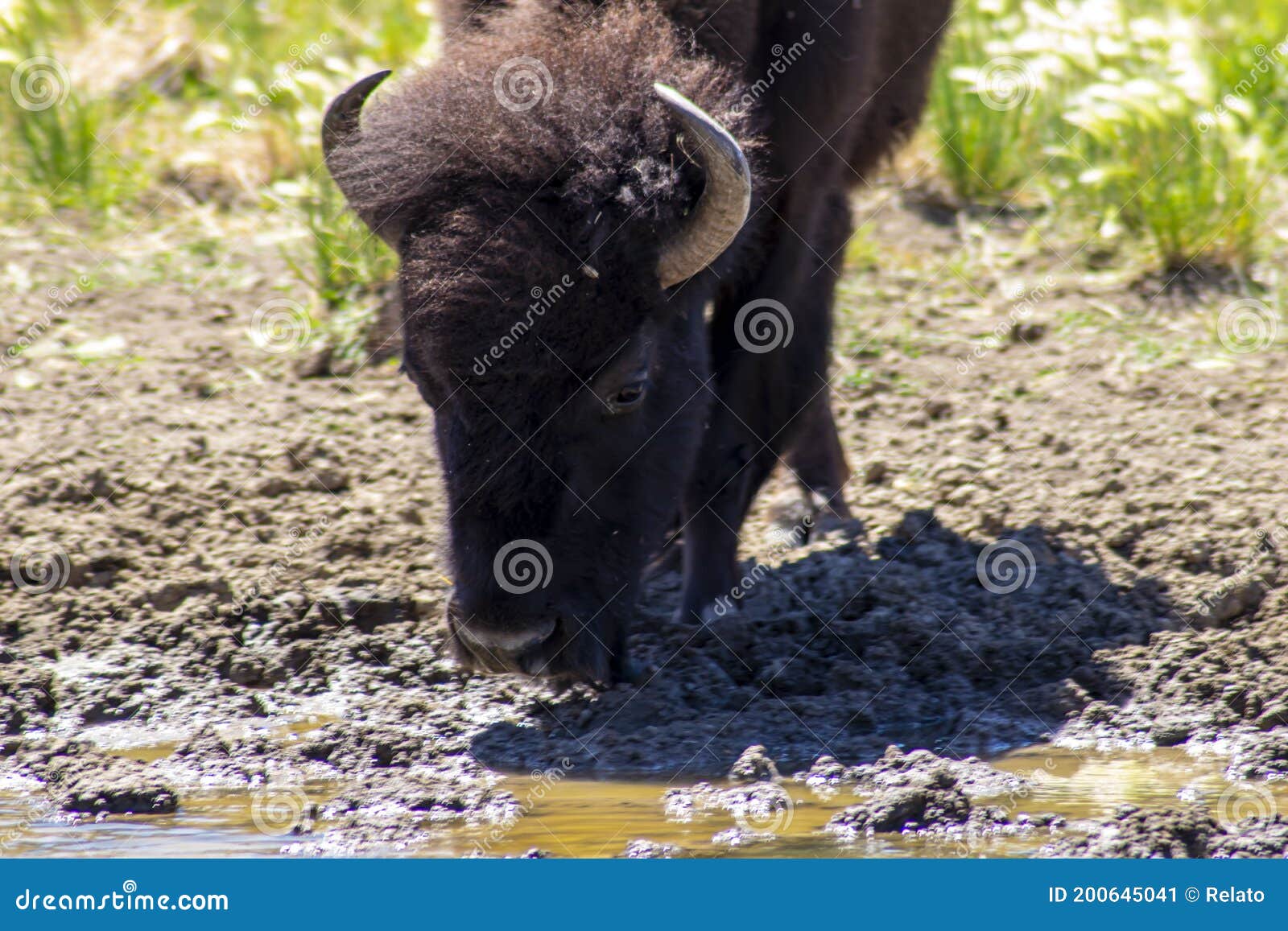 Bison Drinking Water from the River. Stock Image - Image of grass ...