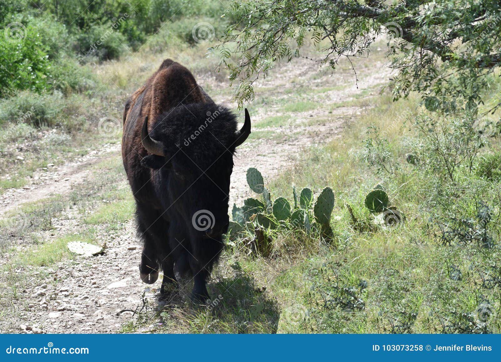 Bison Photography foto de archivo. Imagen de manada - 103073258