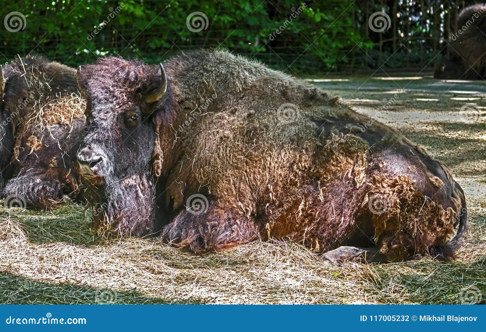 Bison on the Pile of Straw 1 Stock Photo - Image of portrait, dung ...