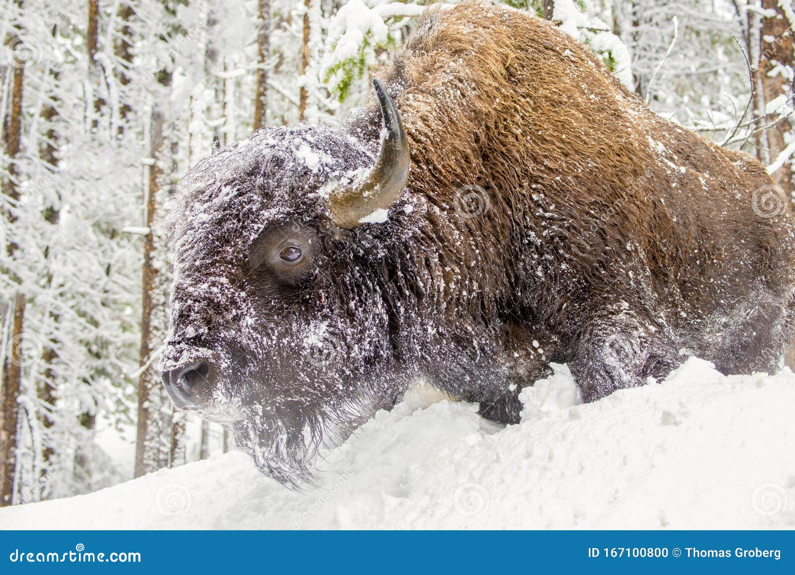Bison plowing through snow stock photo. Image of closeup - 167100800