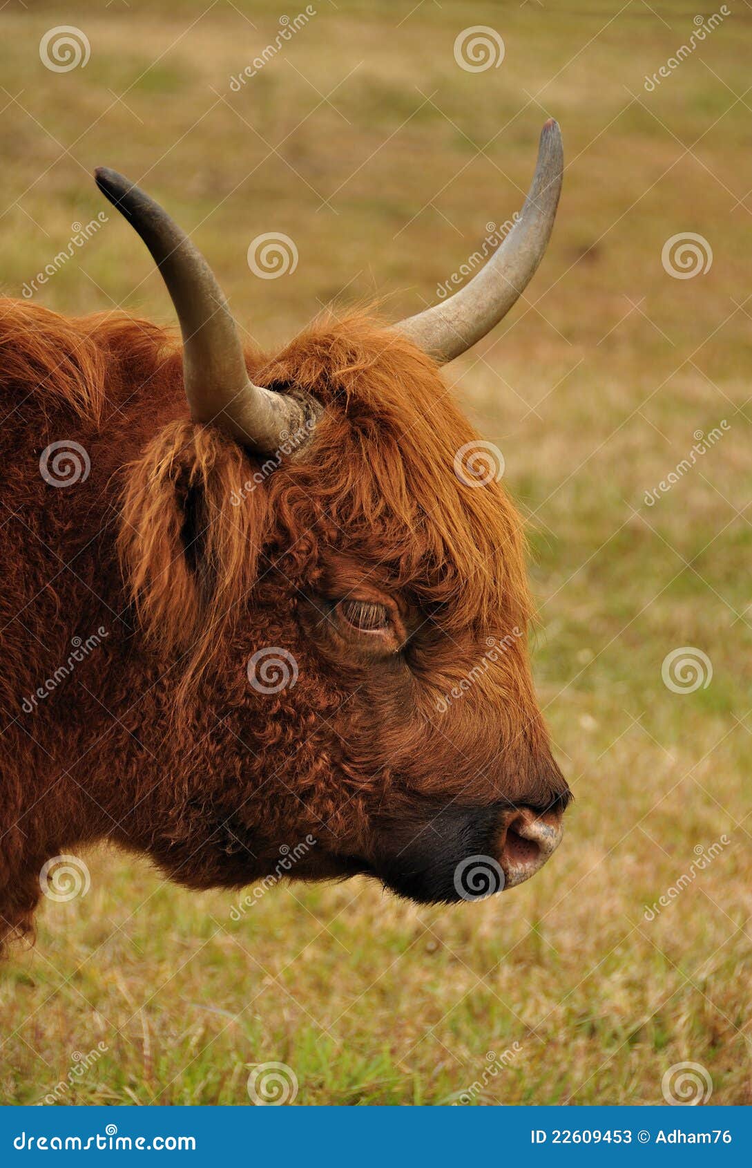 Bison Portrait stock image. Image of long, mooing, cowboy - 22609453