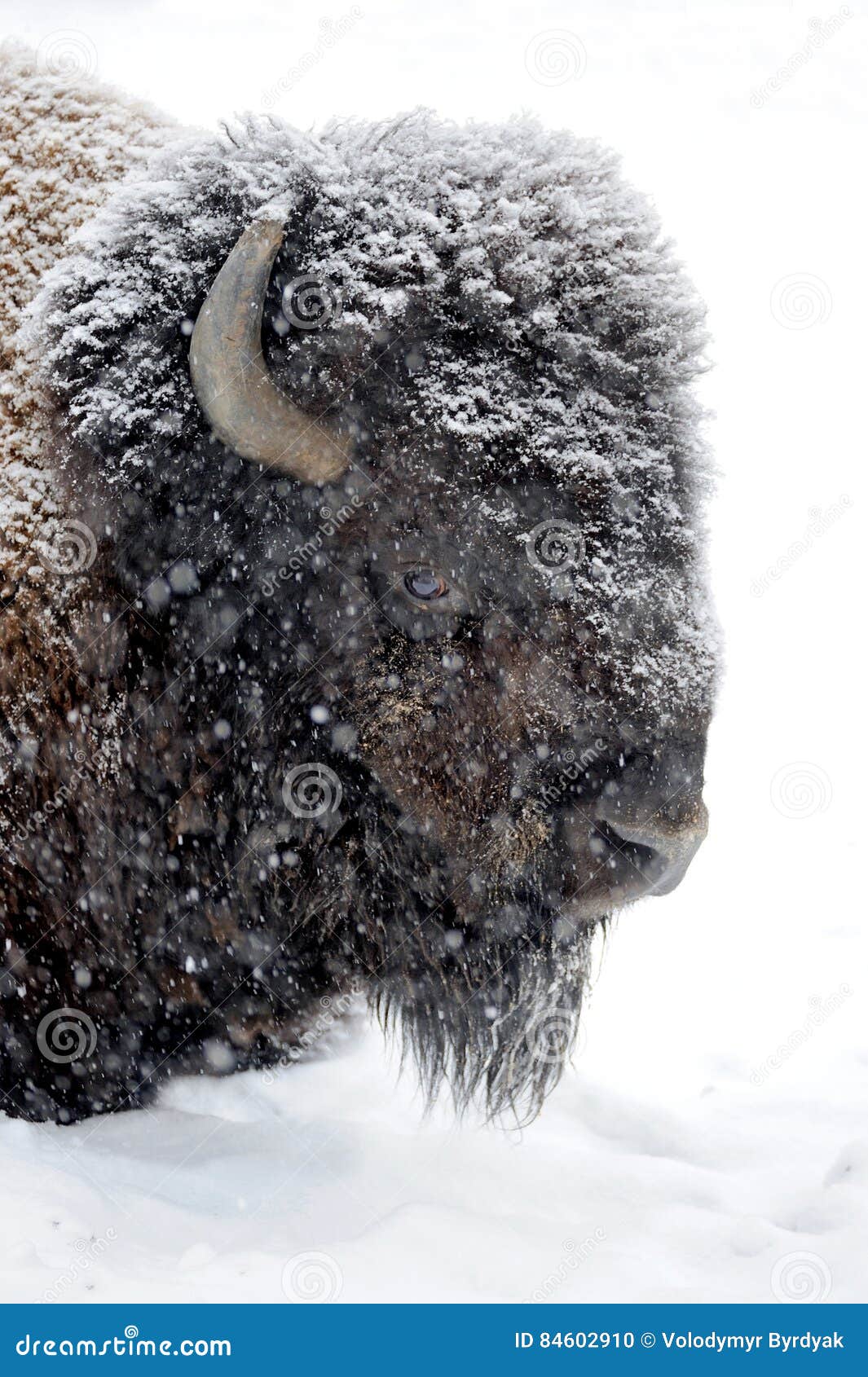 Bison portrait in winter stock photo. Image of wild, strong - 84602910