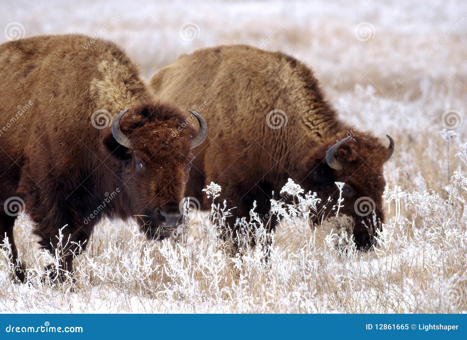 Bison on prairie stock image. Image of winter, wild, tallgrass - 12861665