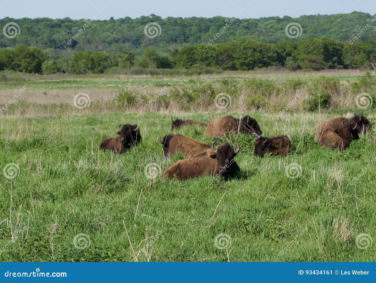 Bison on the Prairie stock image. Image of bison, expanse - 93434161
