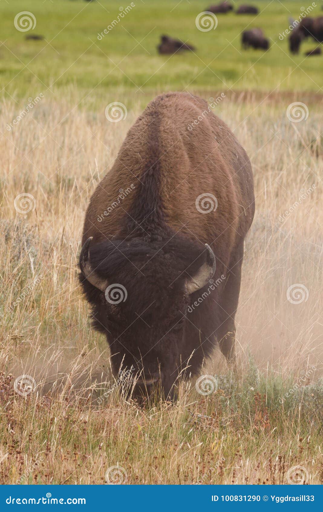 Bison prepare to charge stock photo. Image of grazing - 100831290