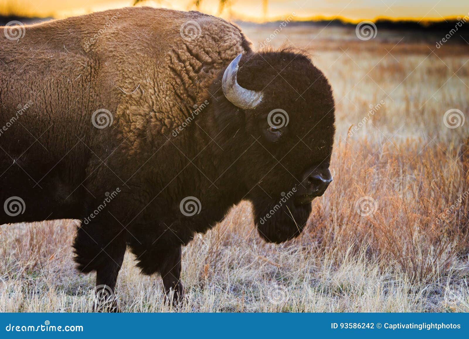Bison profile at sunset stock photo. Image of arsenal - 93586242