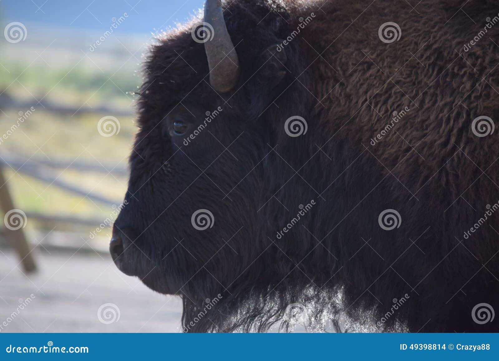 Bison profile stock photo. Image of park, bull, national - 49398814