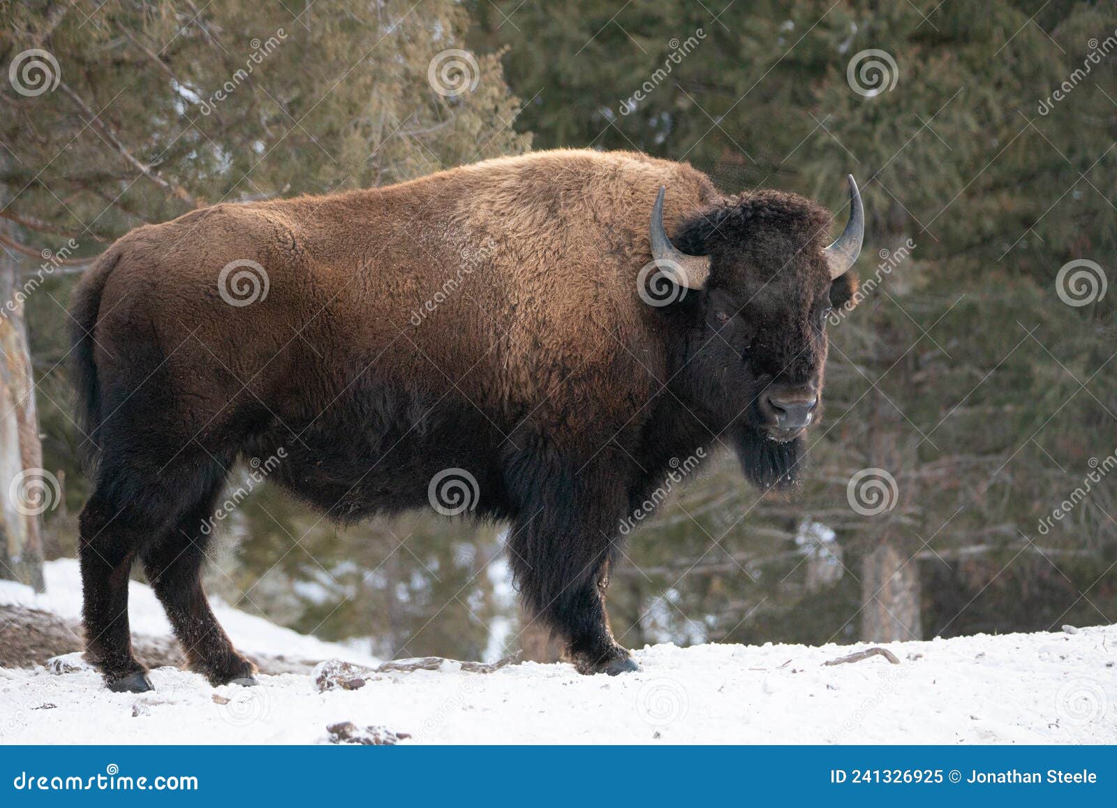 Profile of a bison stock image. Image of cattle, bison - 241326925