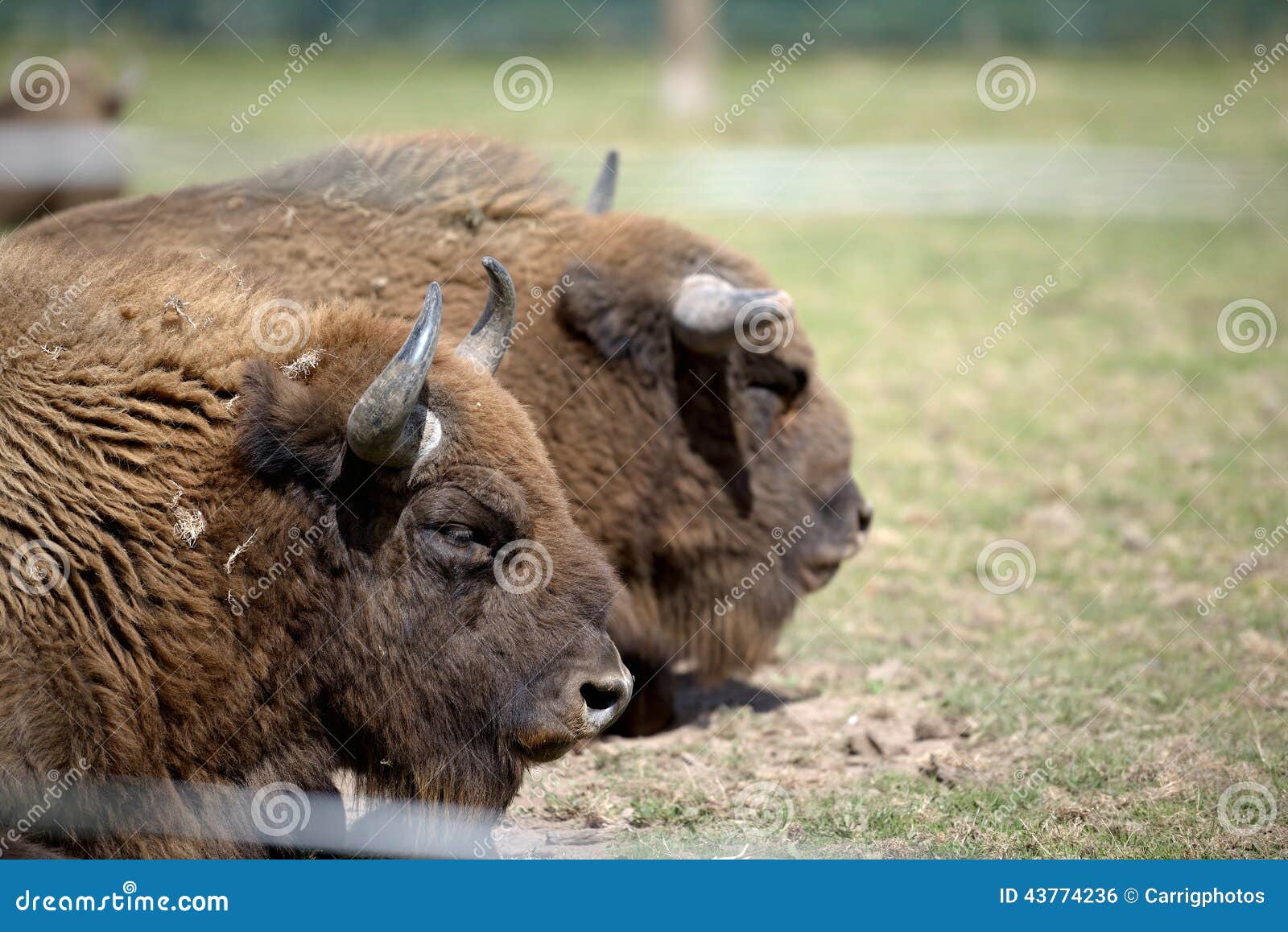 Bison Profiles Stock Photos - Free & Royalty-Free Stock Photos from ...