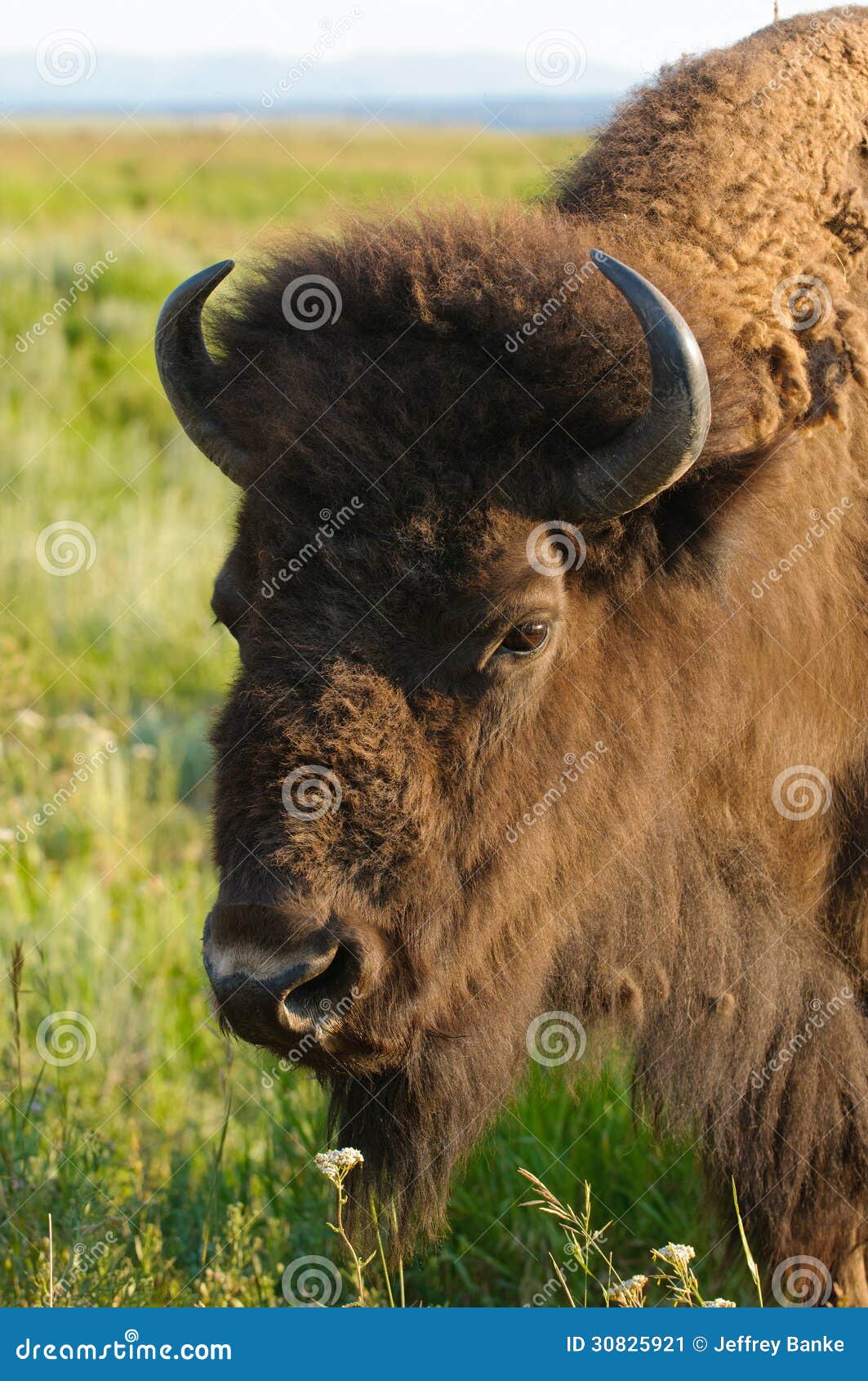 Bison on the range stock image. Image of animal, buffalo - 30825921