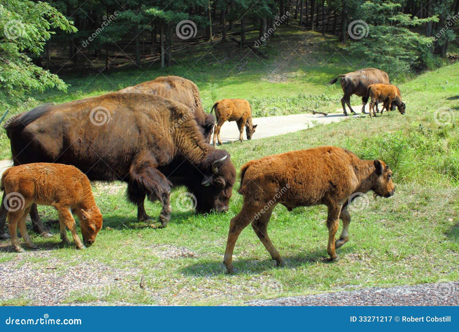 Bison on the range stock image. Image of move, grass - 33271217