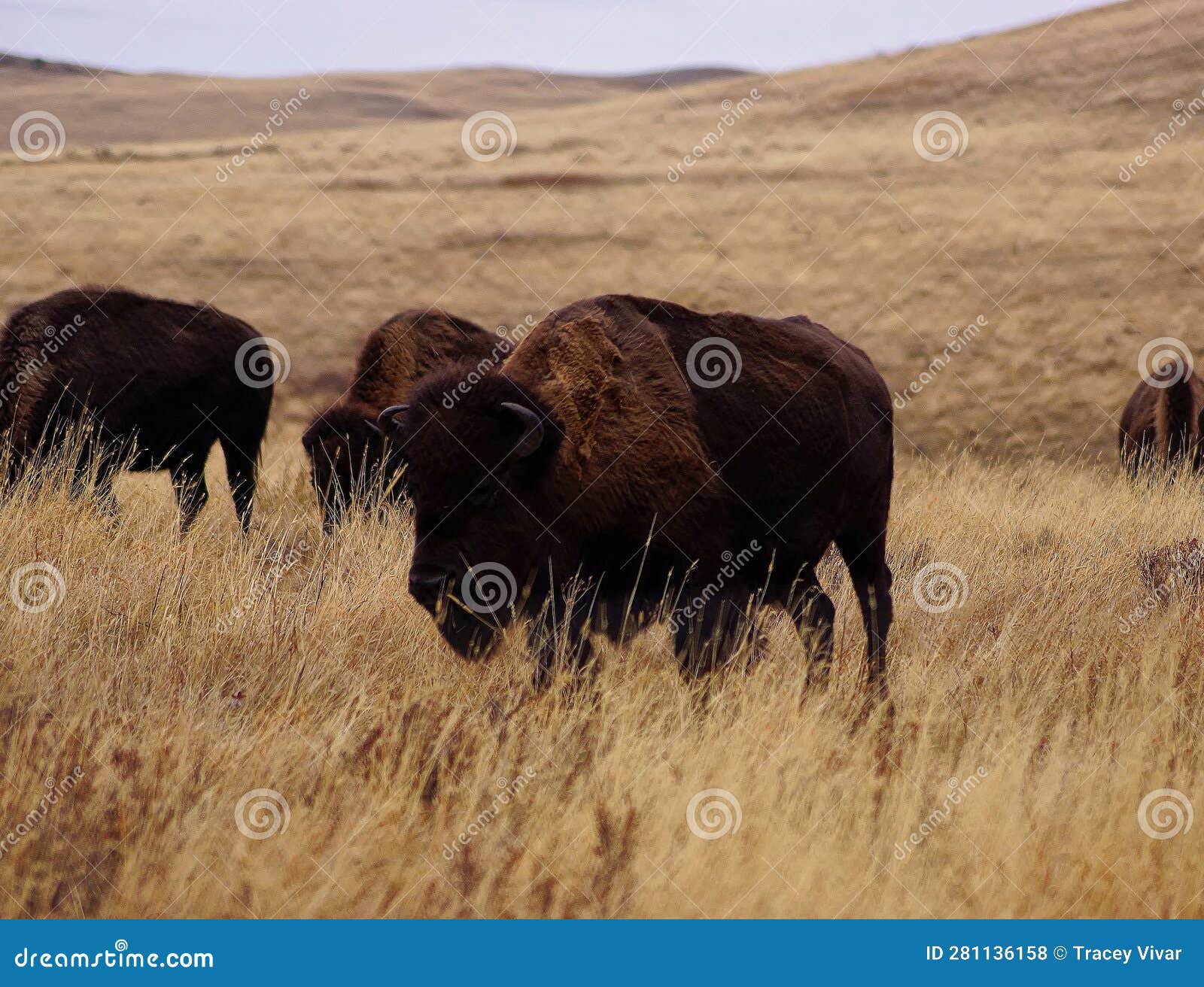 Bison on the Range stock photo. Image of blue, plains - 281136158