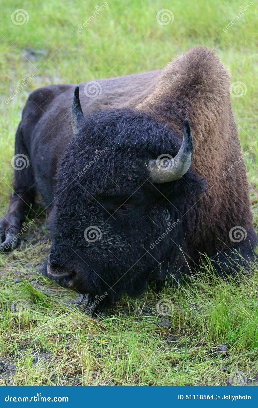 Bison stock photo. Image of great, plain, buffalo, graze - 51118564