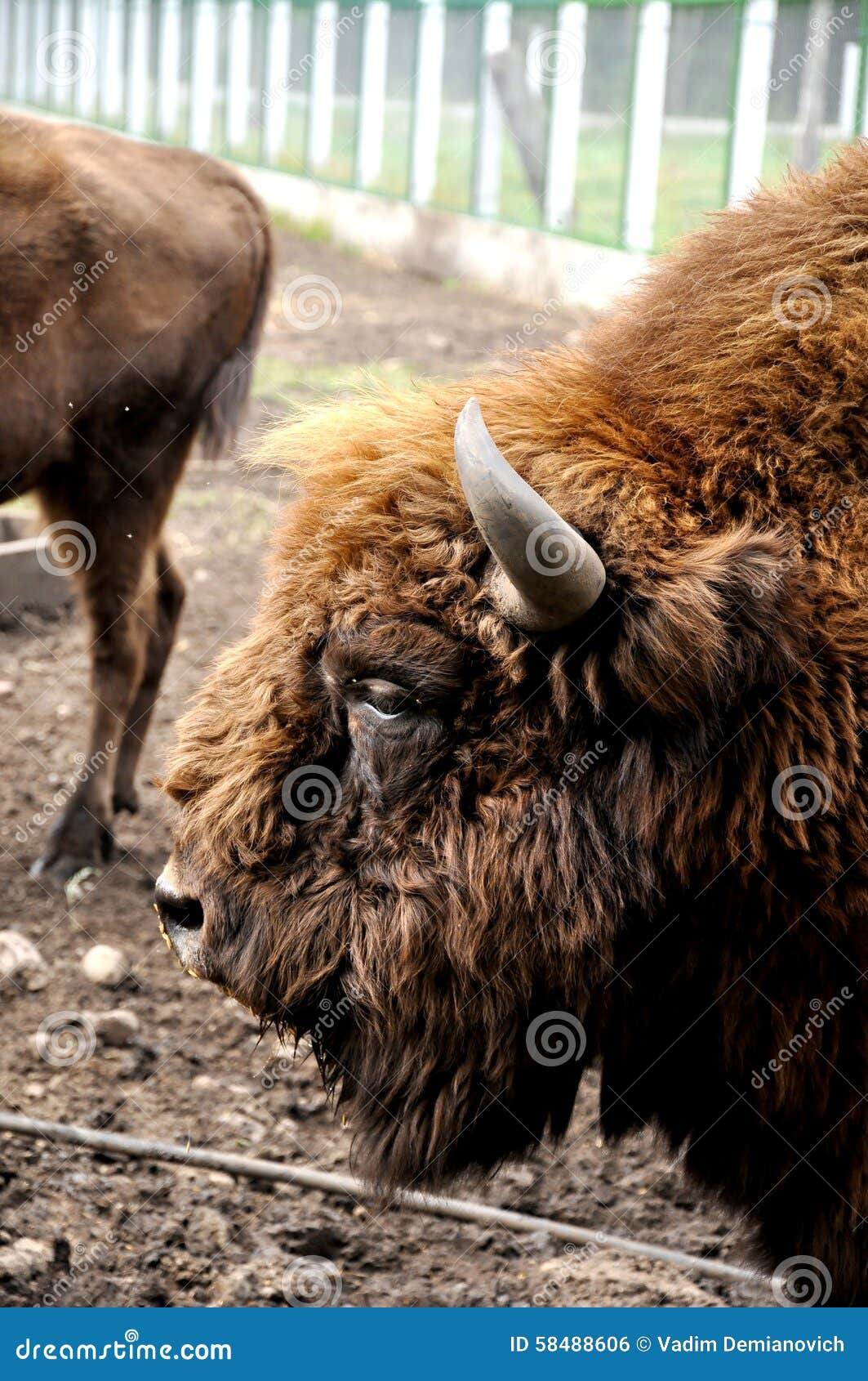 Bison stock photo. Image of glade, beige, hair, bison - 58488606