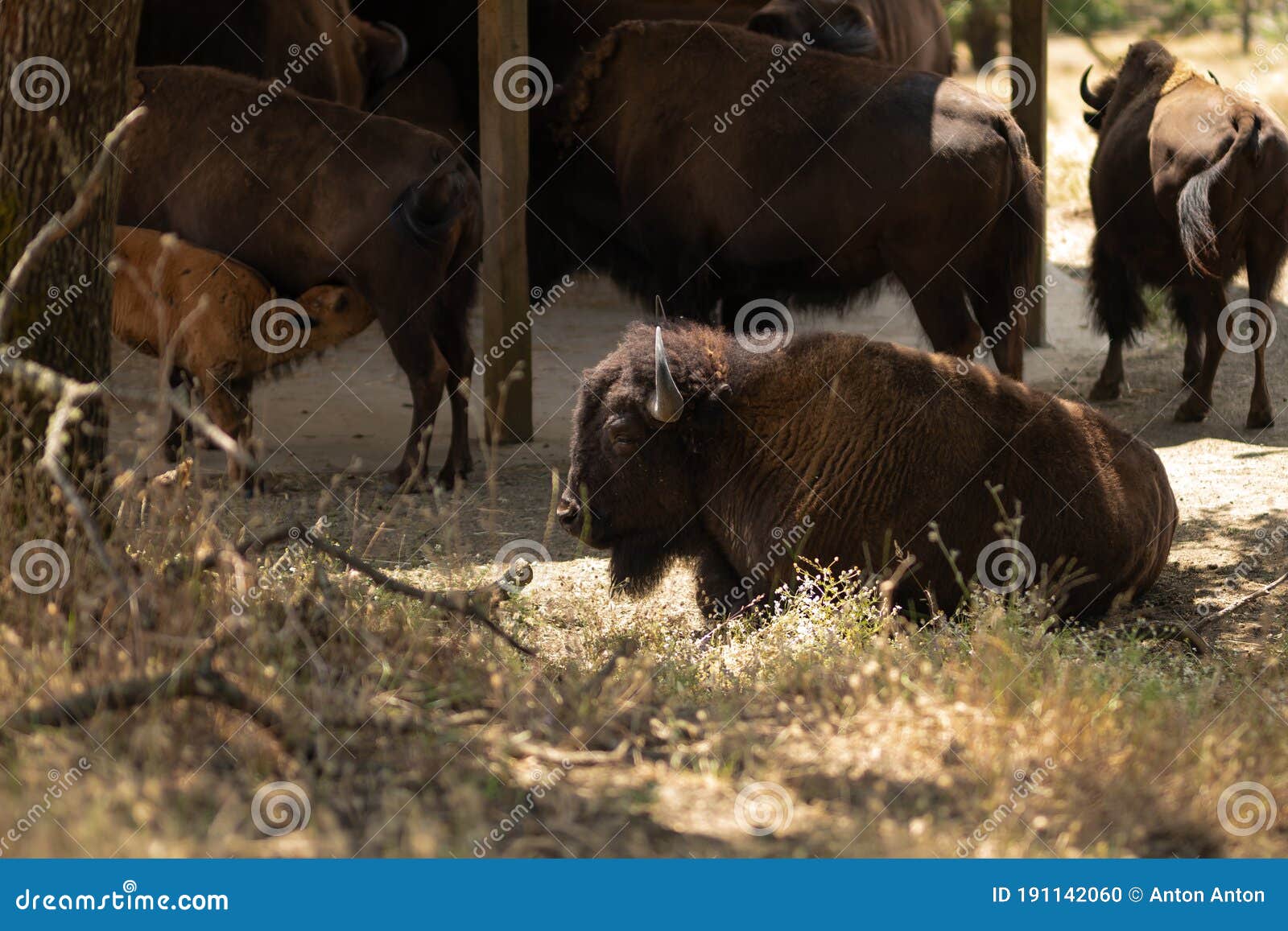 Bison Resting in a Paddock, or in a Zoo or a Nature Reserve, Wildlife ...