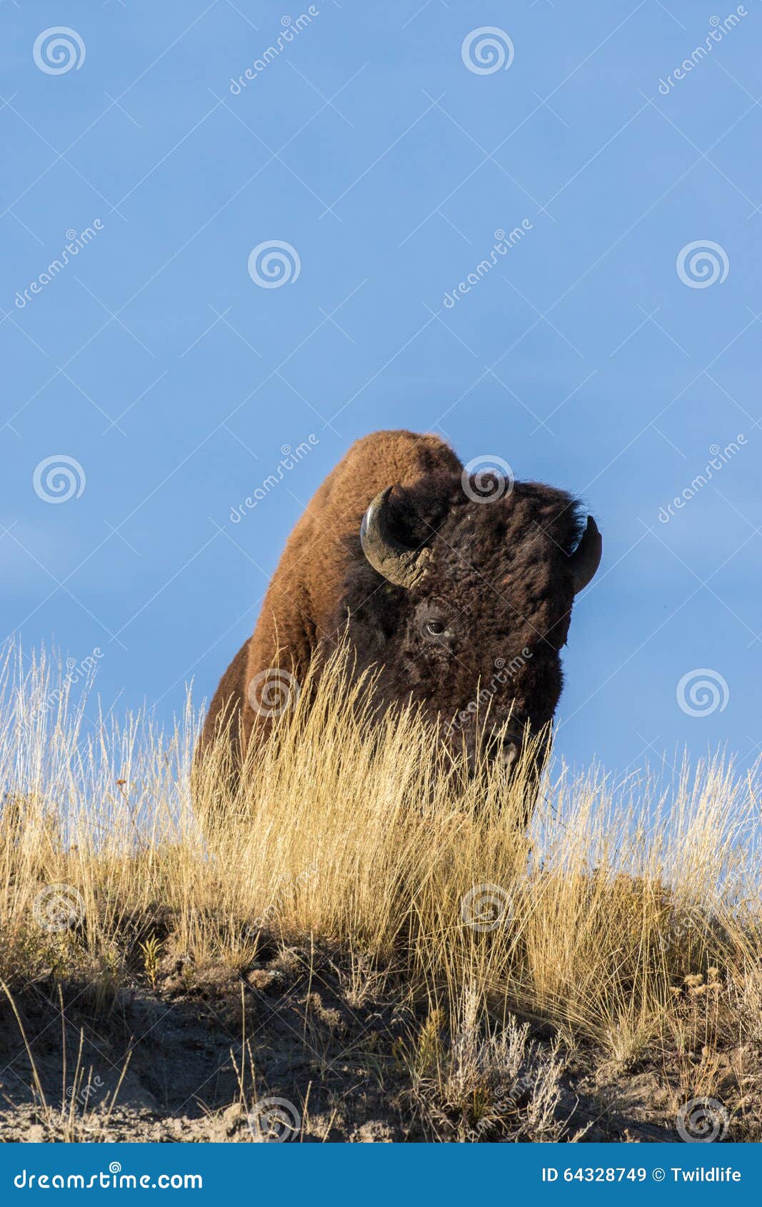 Bison on Ridge stock image. Image of animal, horned, yellowstone - 64328749