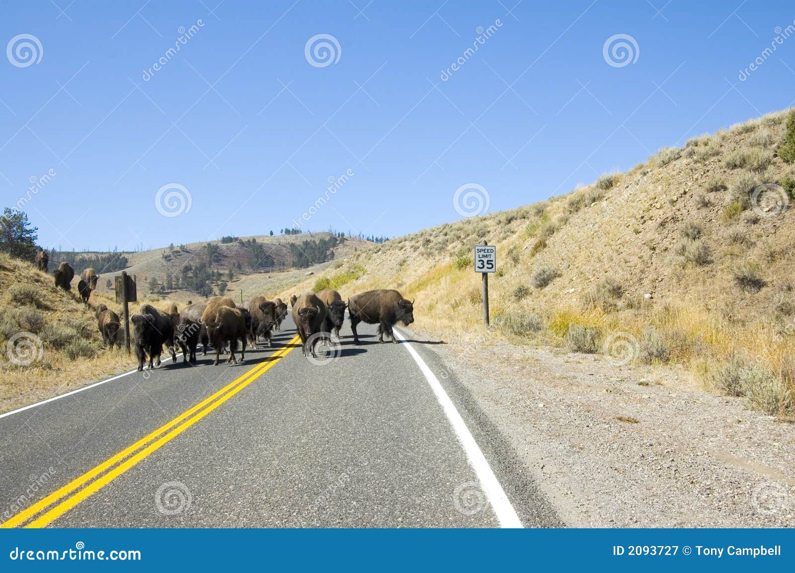 Bison on the road stock image. Image of road, nature, bison - 2093727