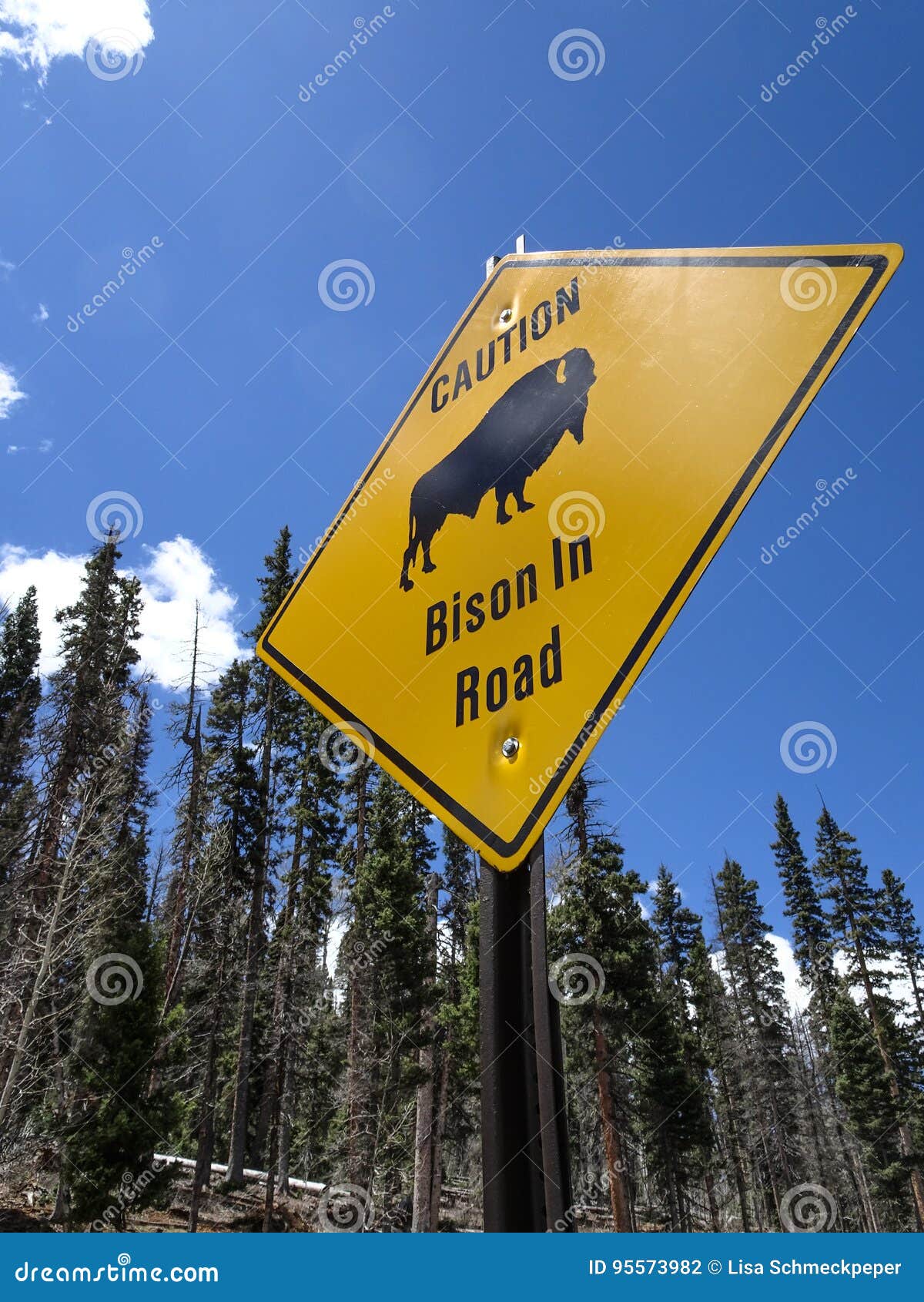 Bison in Road sign stock photo. Image of travel, pines - 95573982