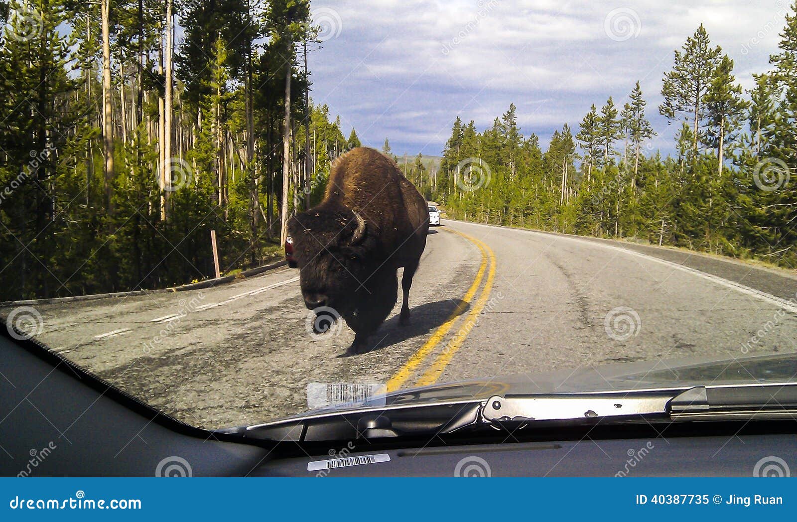 Bison on the road stock image. Image of woods, bison - 40387735