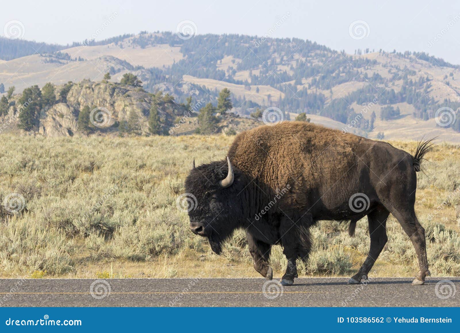 Bison on the road stock photo. Image of park, national - 103586562