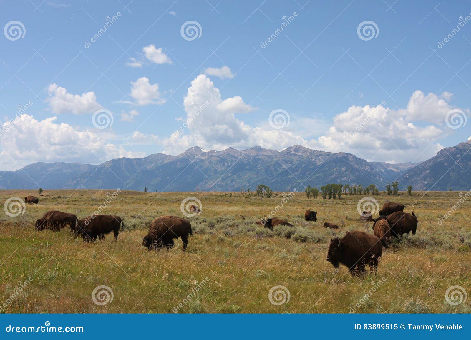 Bison Roaming the West stock image. Image of roam, scenic - 83899515