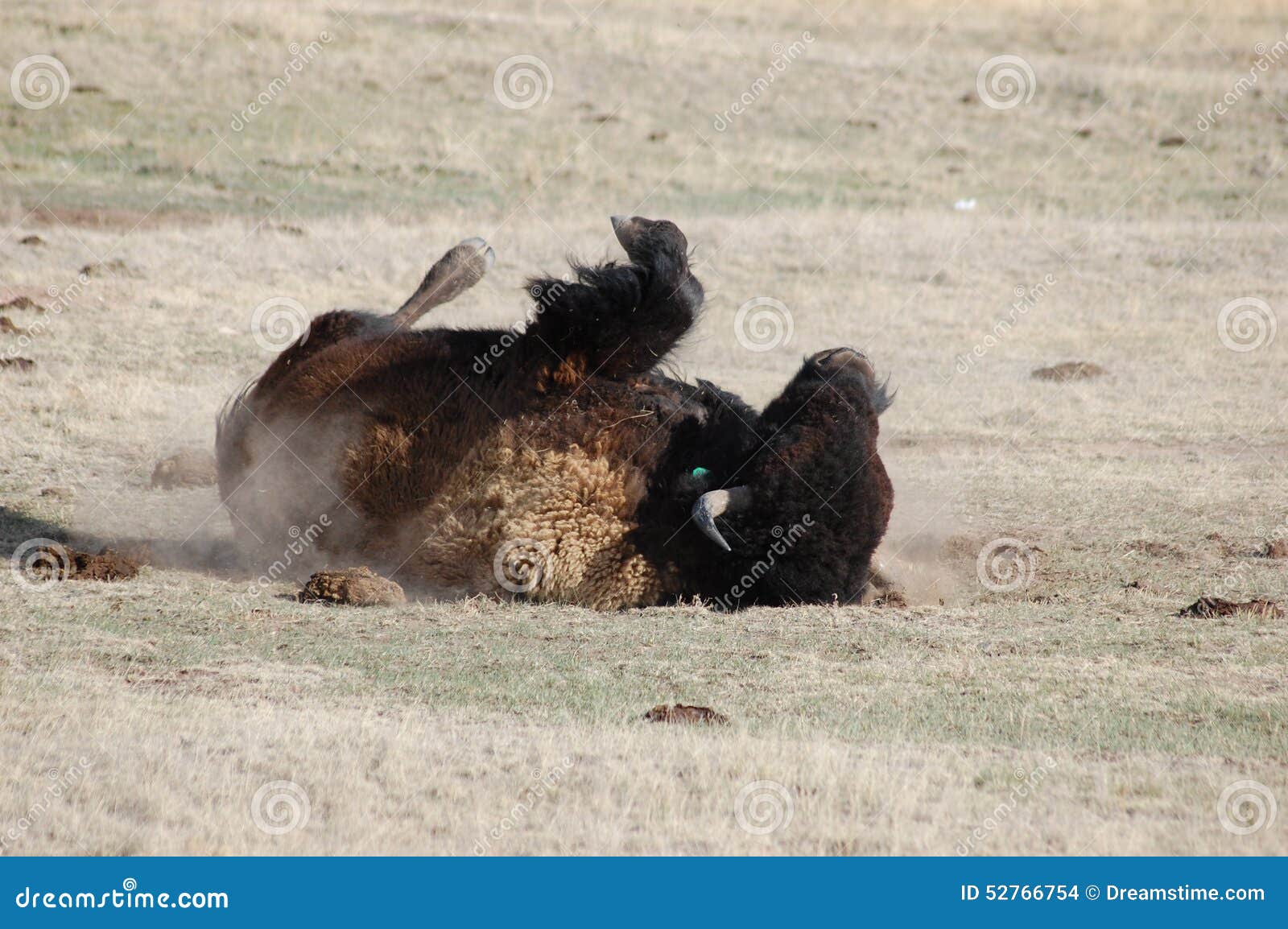 Bison Rolling in dirt. stock photo. Image of cheyenne - 52766754