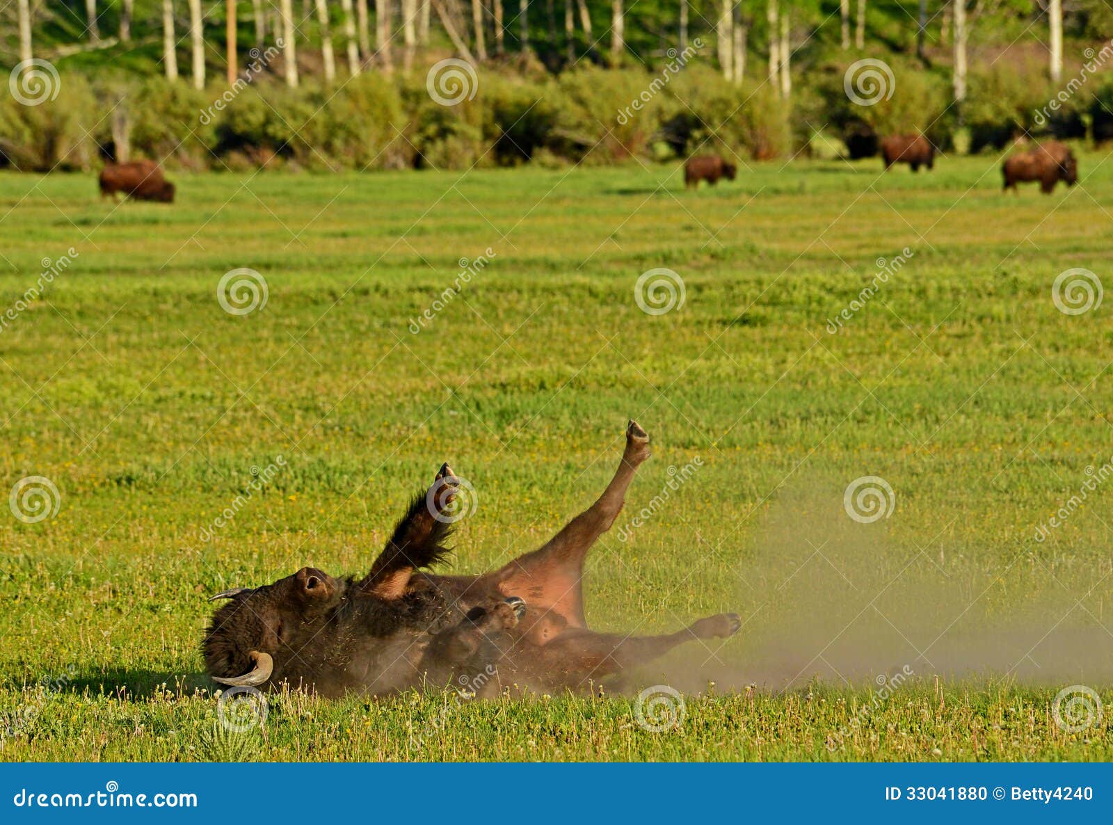 Bison rolling in the dust. stock photo. Image of grass - 33041880