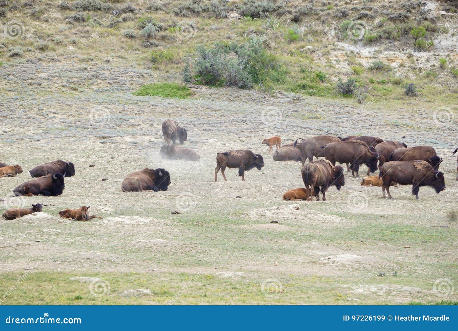Bison rolling in the dust stock image. Image of drought - 97226199