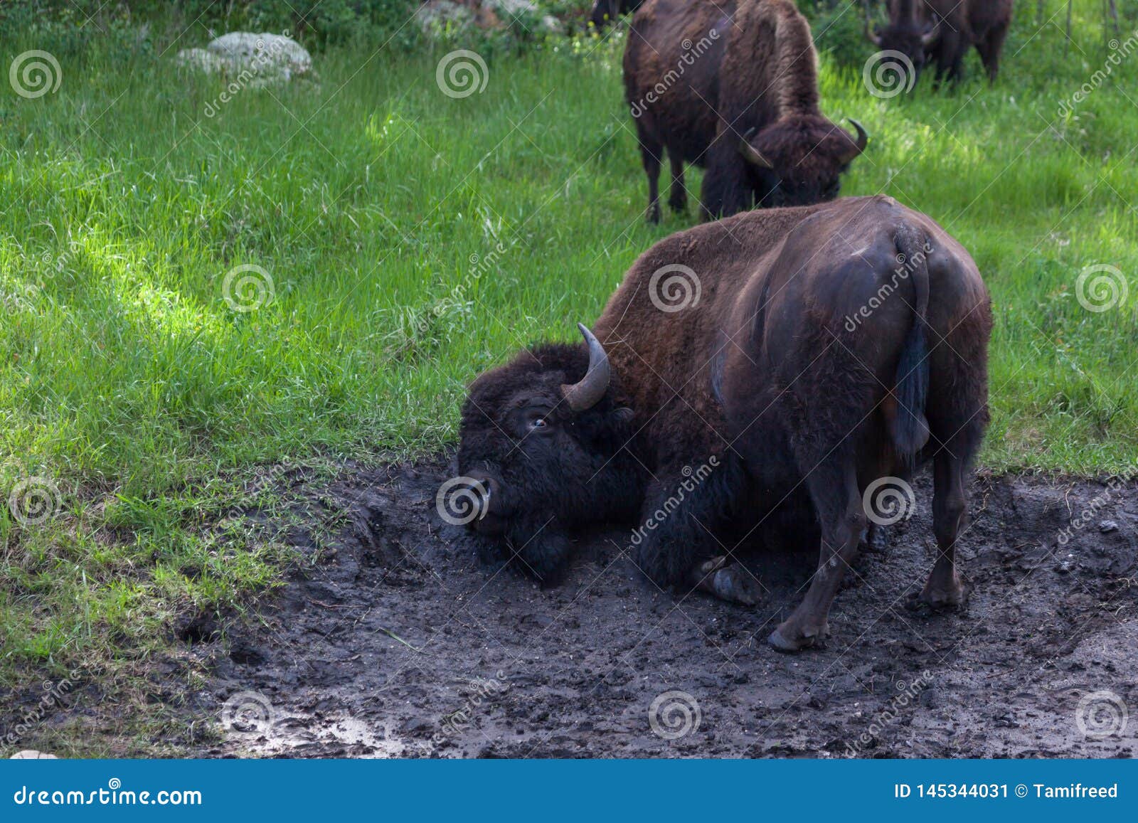 Bison Rolling in the Mud stock image. Image of explore - 145344031