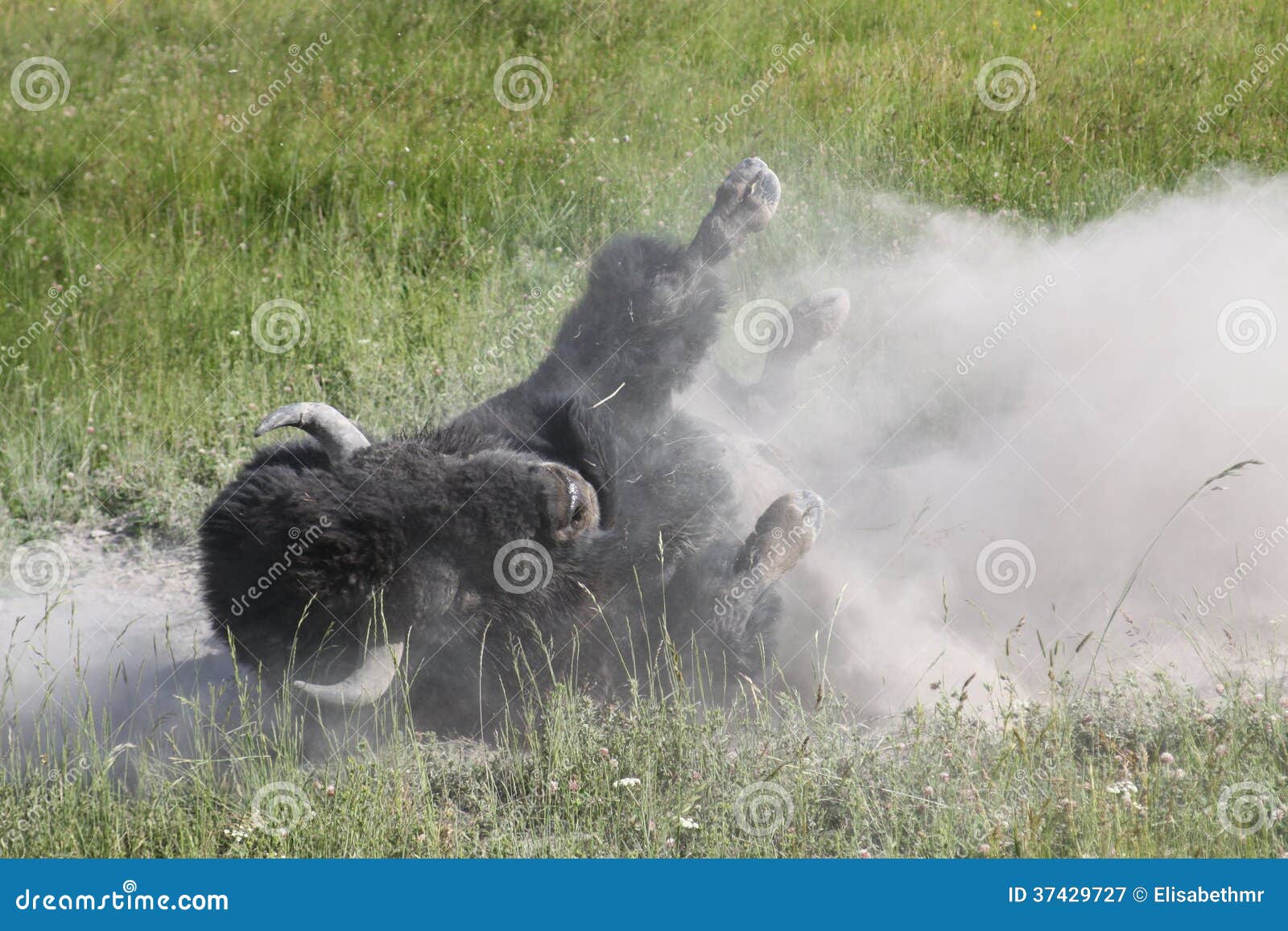 Bison stock image. Image of sand, buffalo, yellowstone - 37429727
