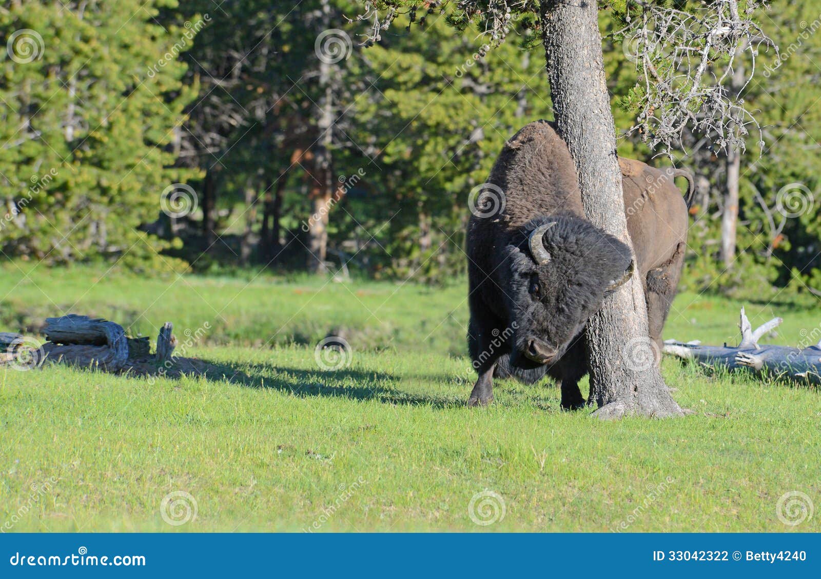 A Bison rubbing a tree. stock photo. Image of meat, calf - 33042322