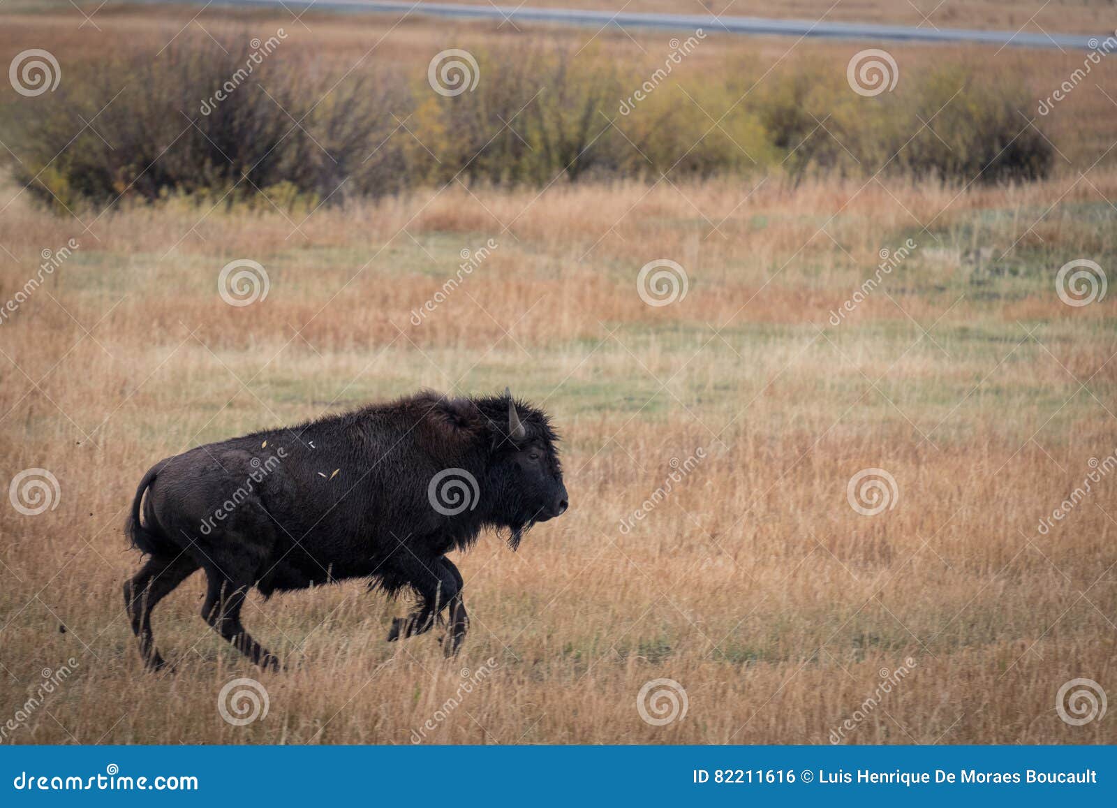 Bison running stock photo. Image of animal, bison, grand - 82211616