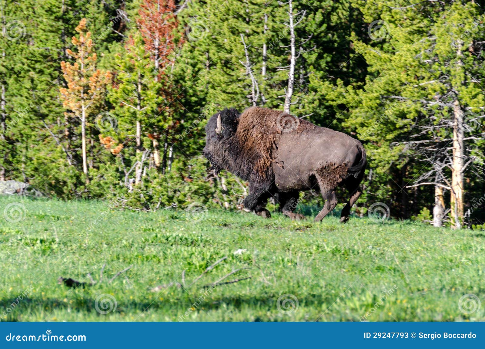 Bison Running in Yellowstone Stock Image - Image of animal, nature ...