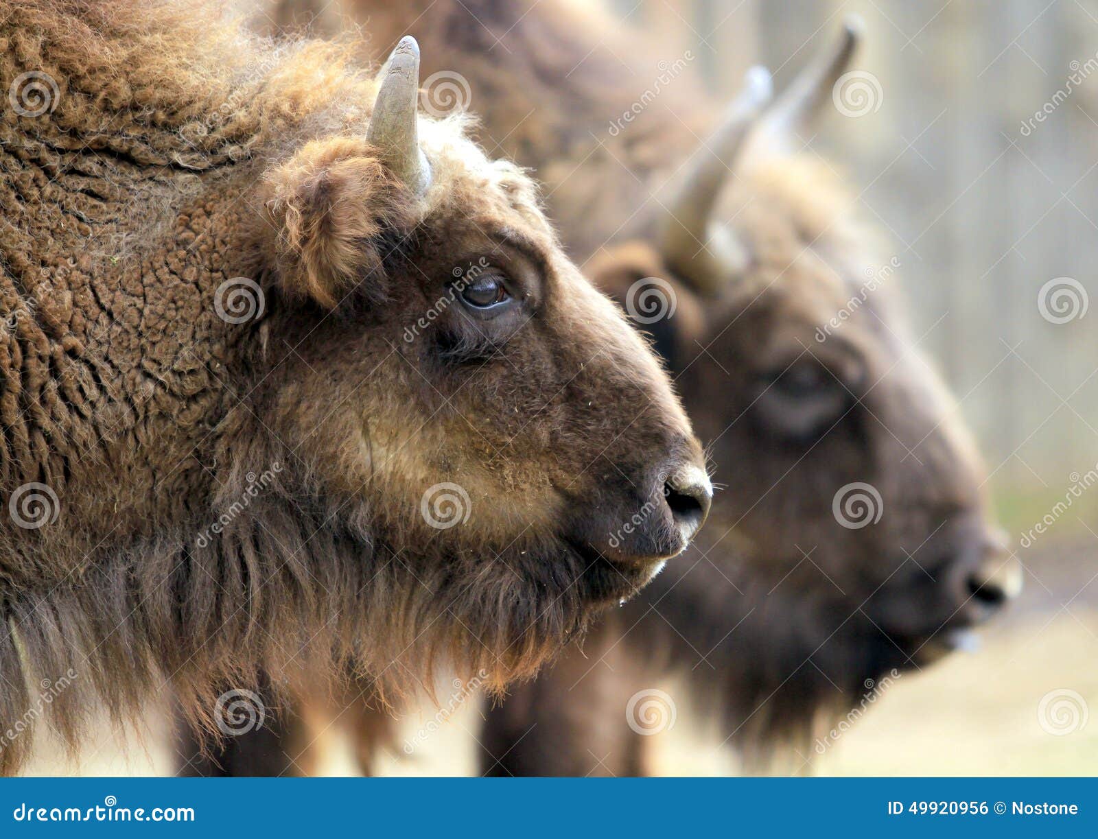 Bison stock photo. Image of mammal, face, eyes, shaggy - 49920956